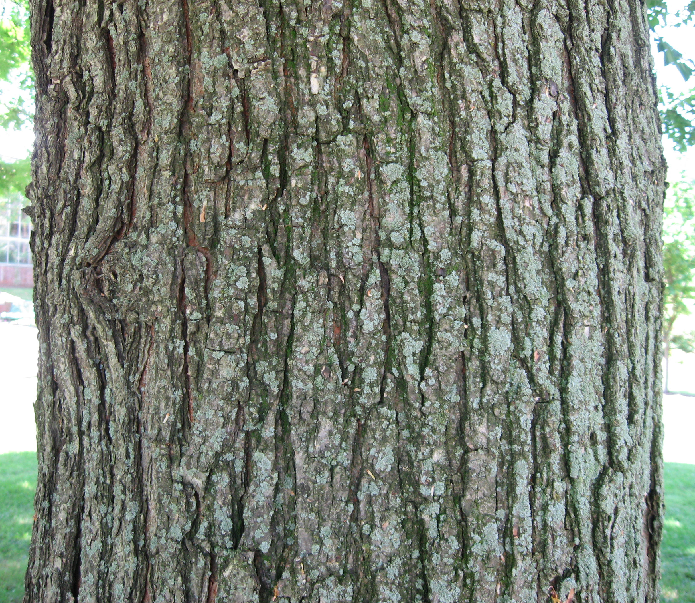 Goldenrain tree : buy Goldenrain tree / Koelreuteria paniculata