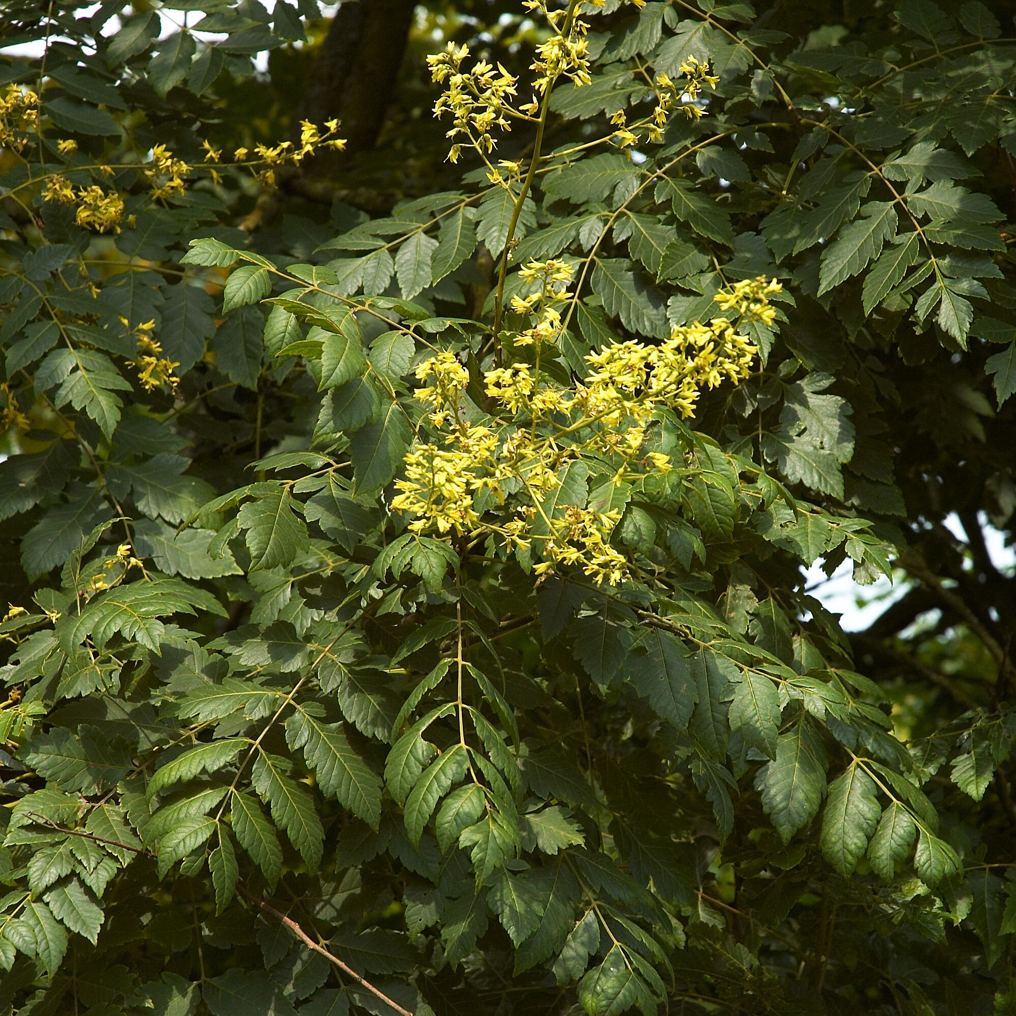 Goldenrain tree : buy Goldenrain tree / Koelreuteria paniculata