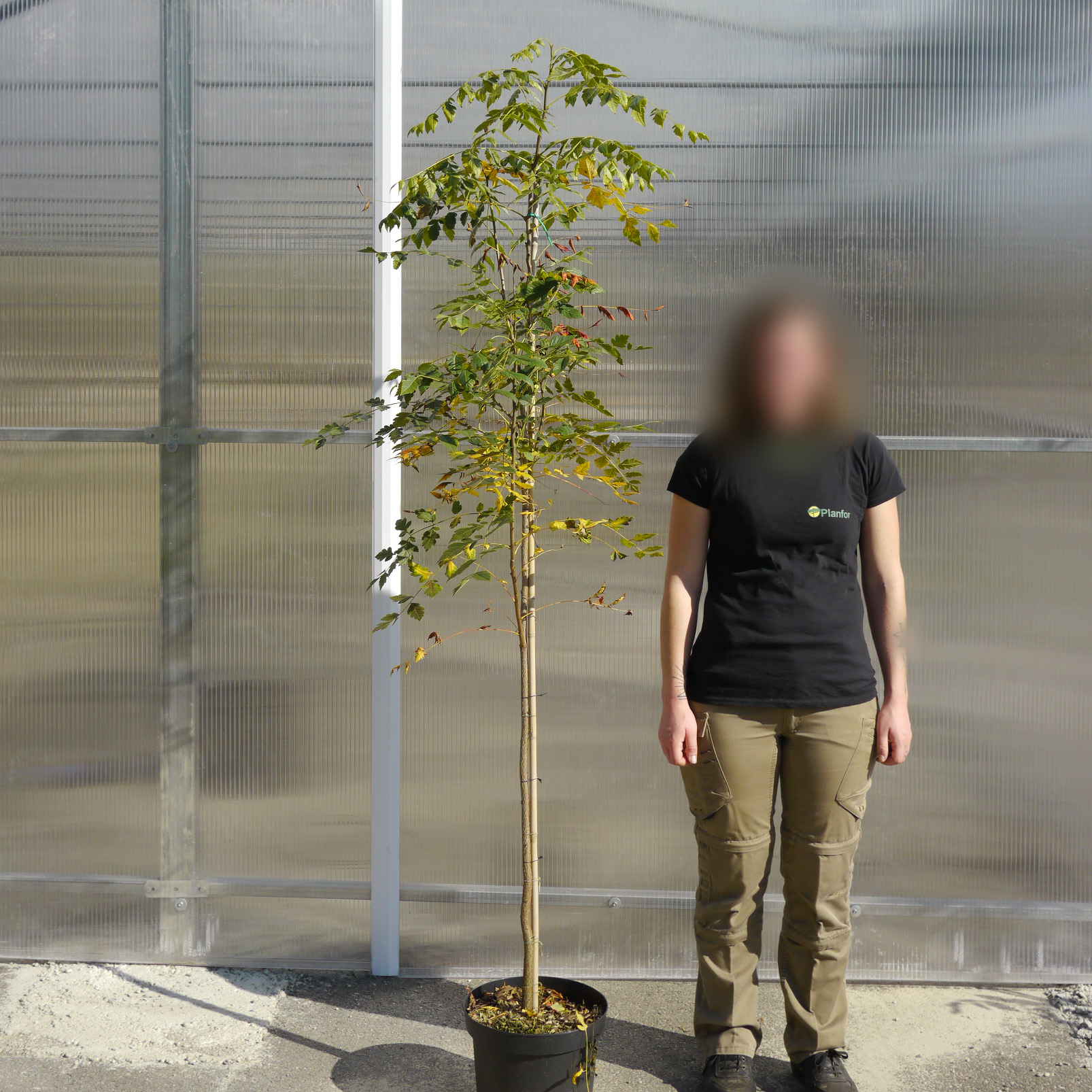 Goldenrain tree : buy Goldenrain tree / Koelreuteria paniculata