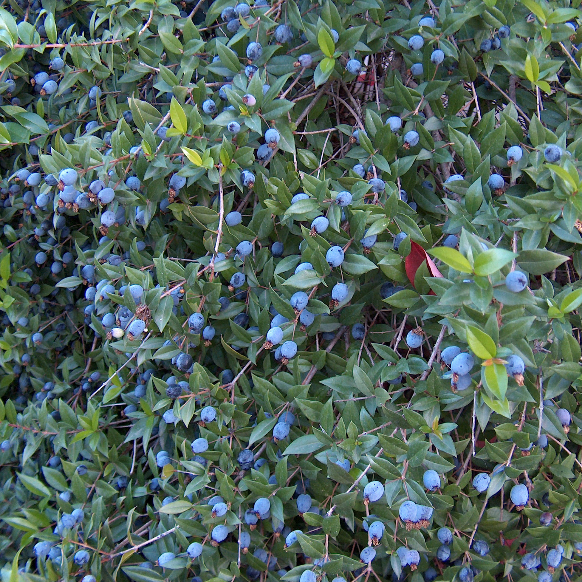 Myrtle, common : buy Myrtle, common / Myrtus communis