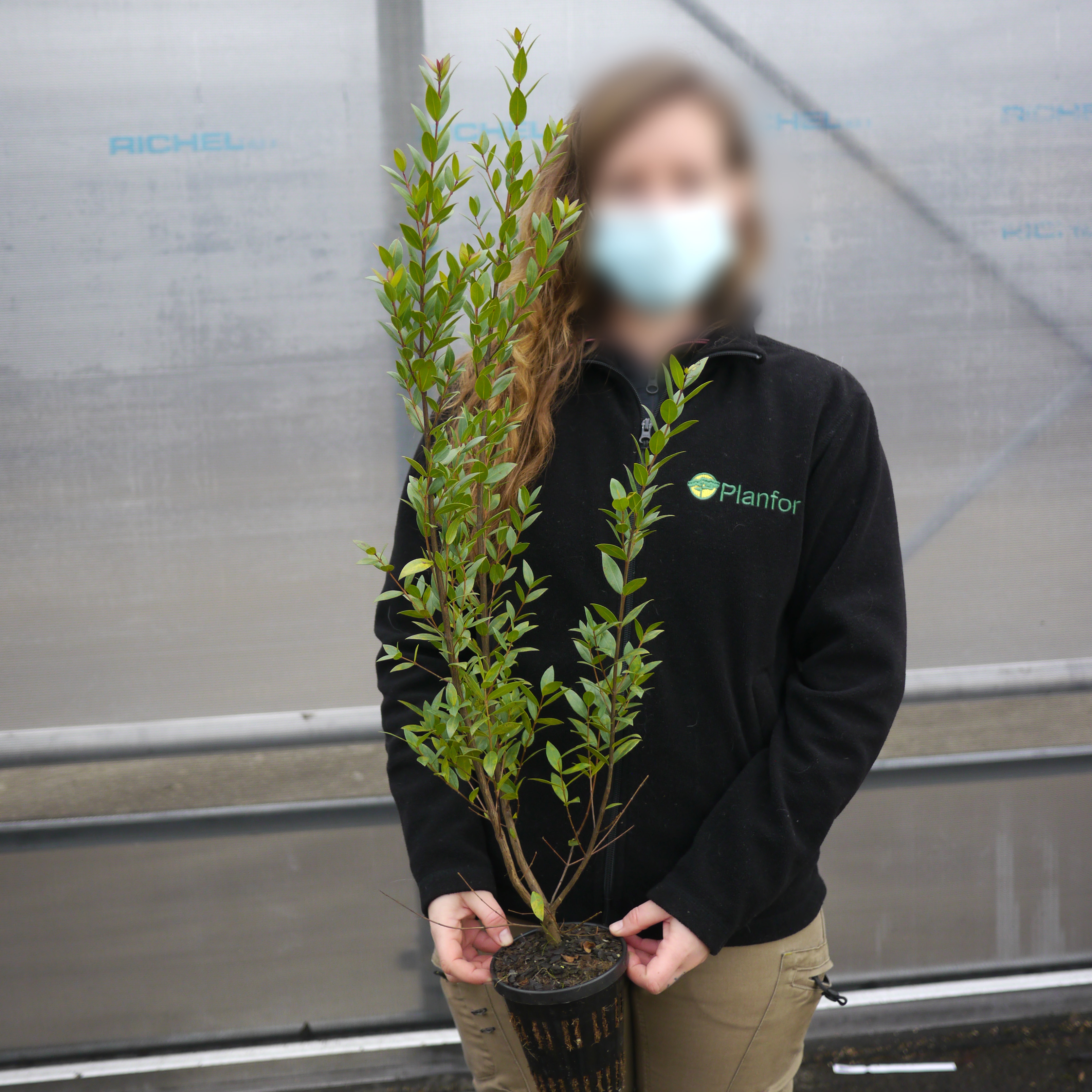 Myrtle, common : buy Myrtle, common / Myrtus communis