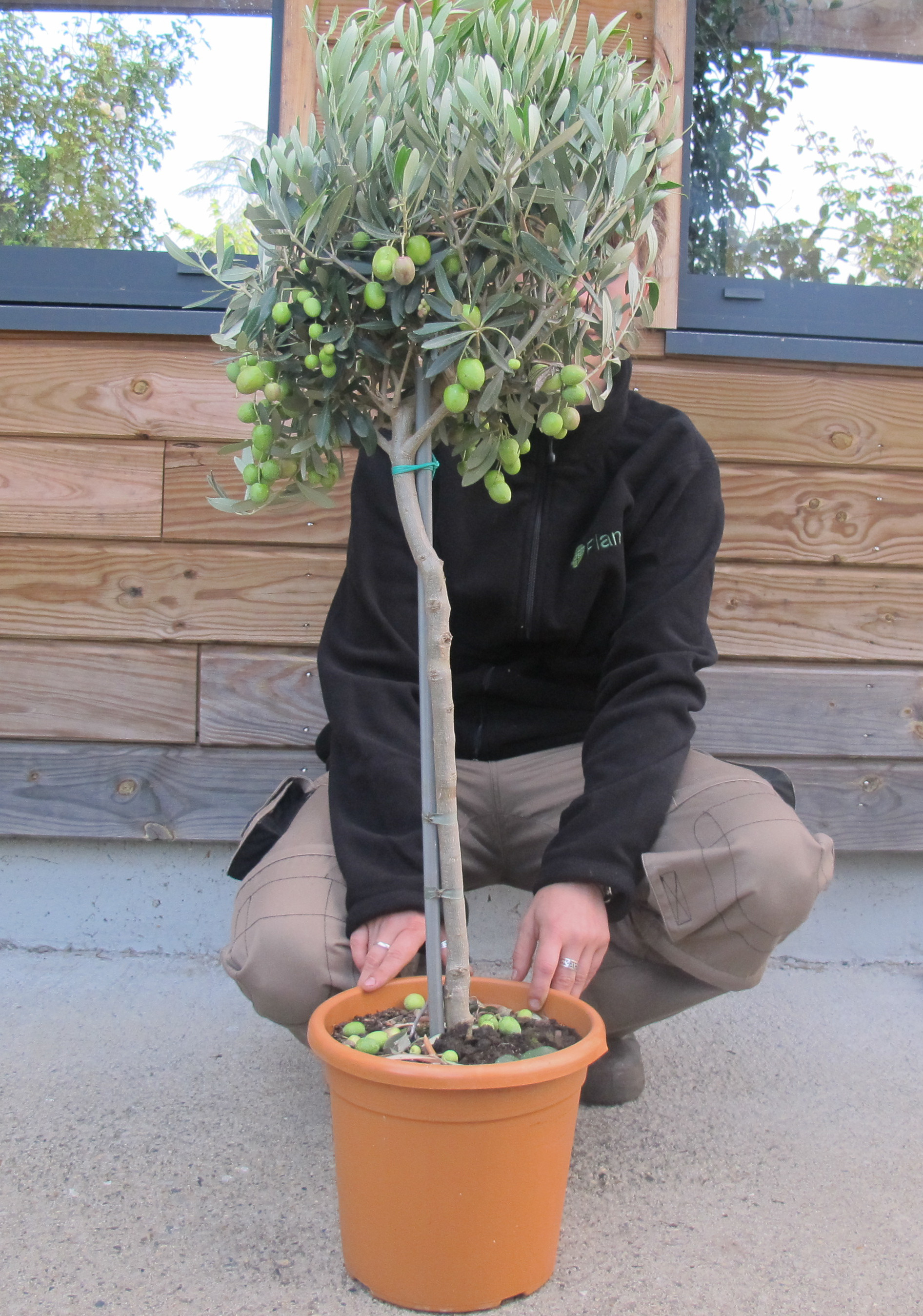 Olive Tree Standard : buy Olive Tree Standard / Olea europea Deco1