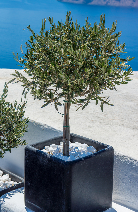 Olive Tree Standard : buy Olive Tree Standard / Olea europea Deco1