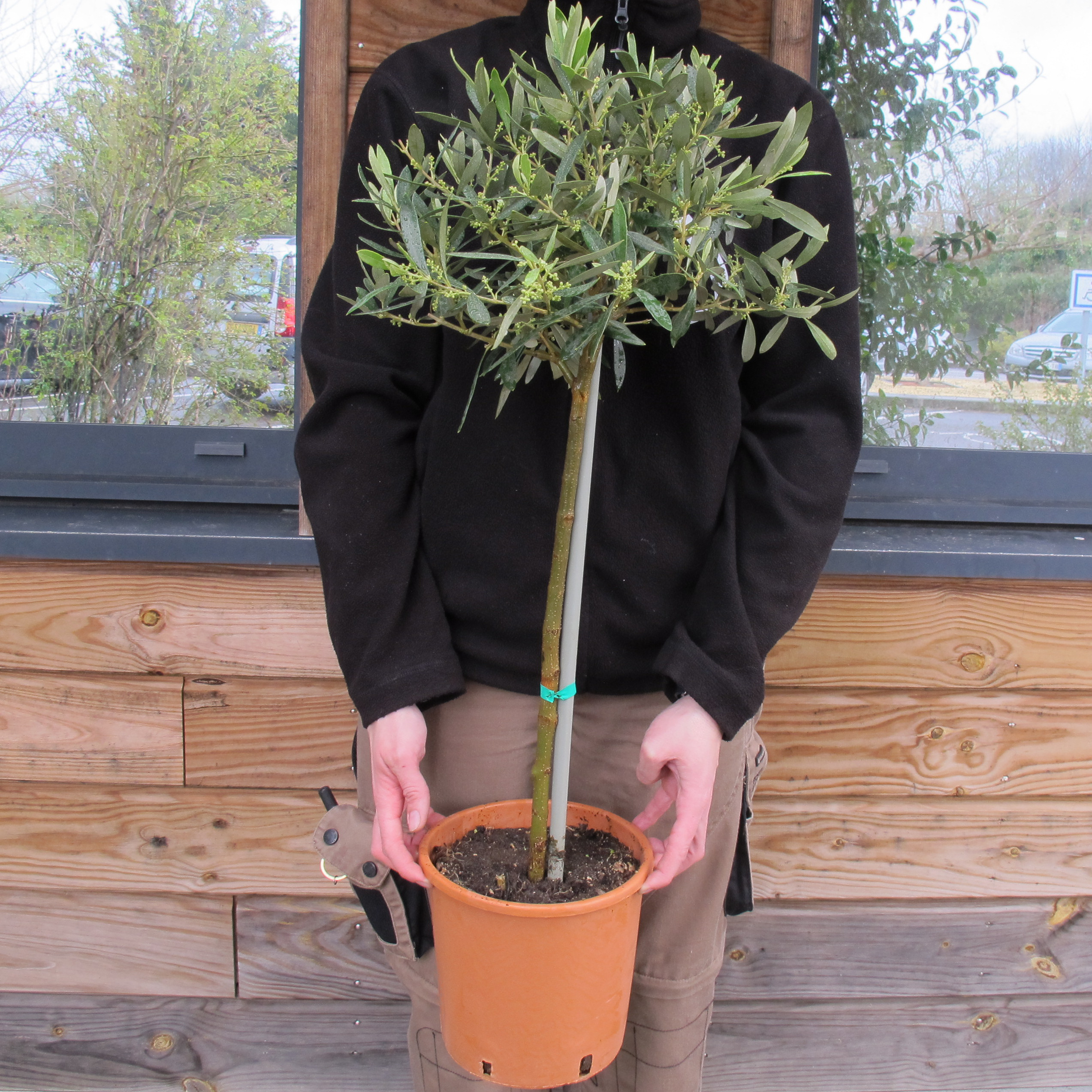 Olive Tree Standard : buy Olive Tree Standard / Olea europea Deco1