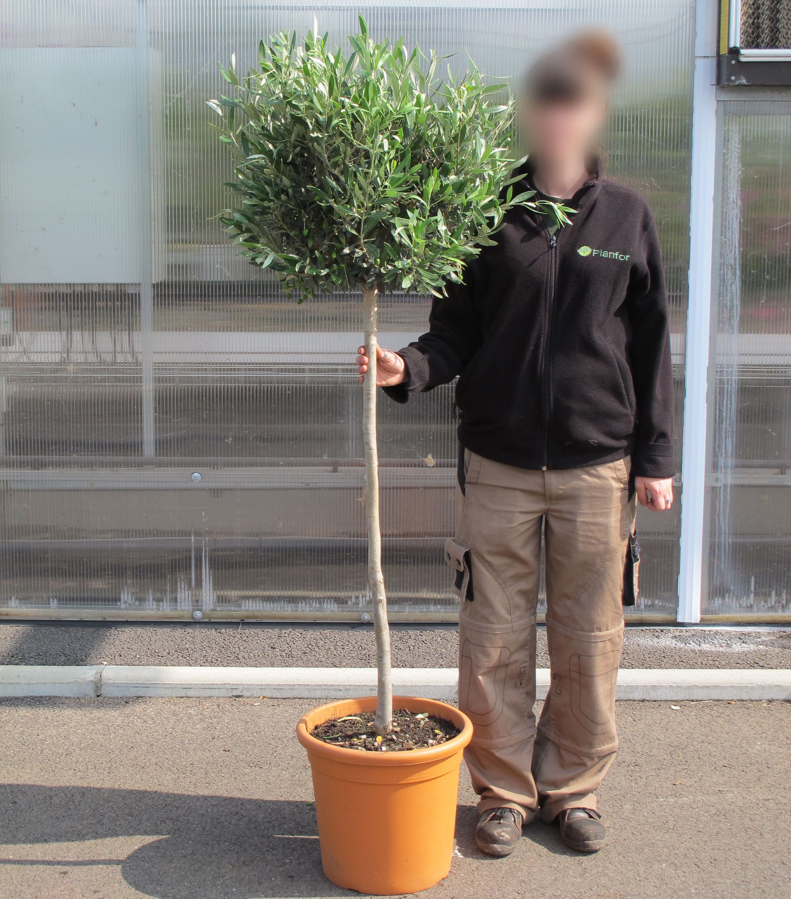 Olive Tree Standard : buy Olive Tree Standard / Olea europea Deco1