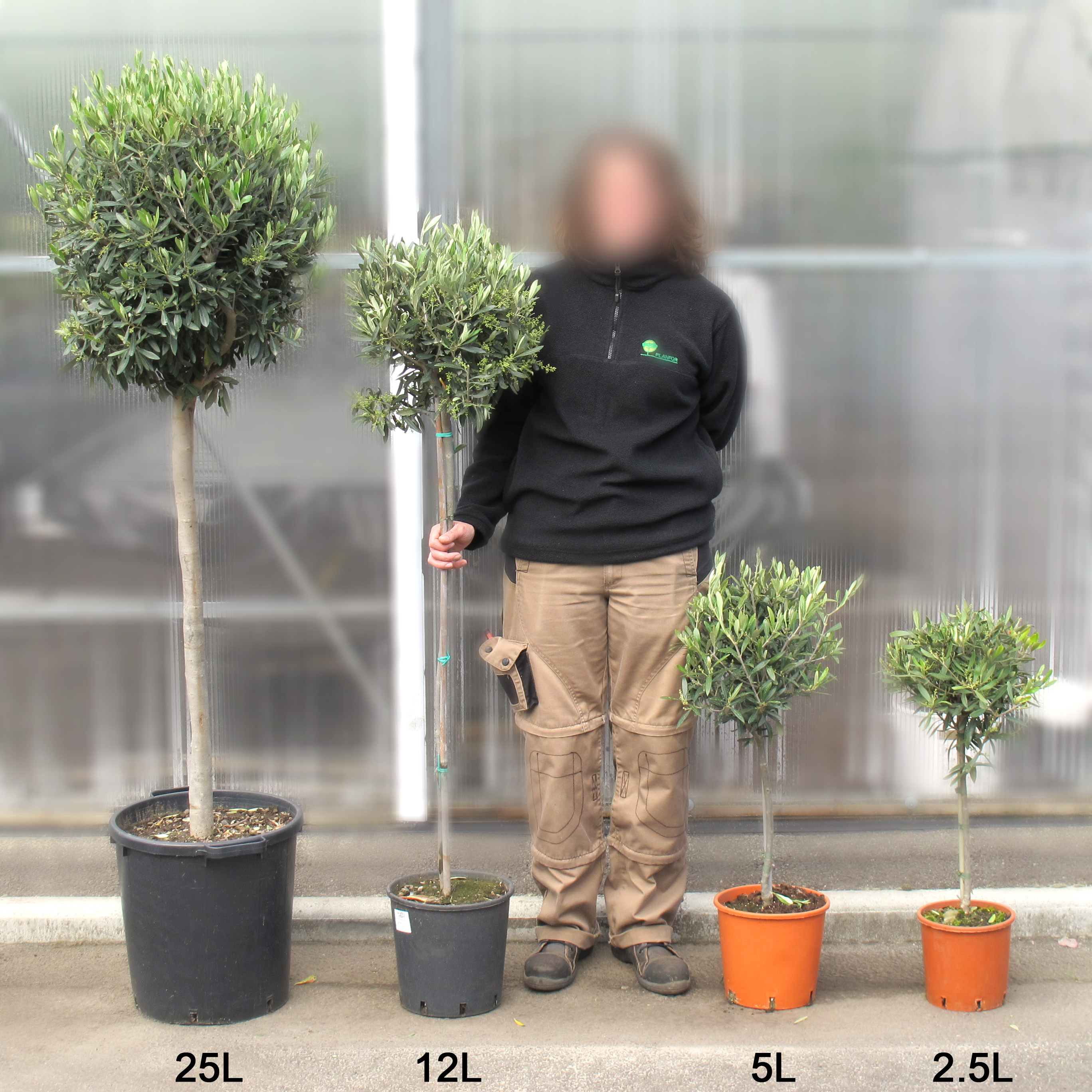 Olive Tree Standard : buy Olive Tree Standard / Olea europea Deco1