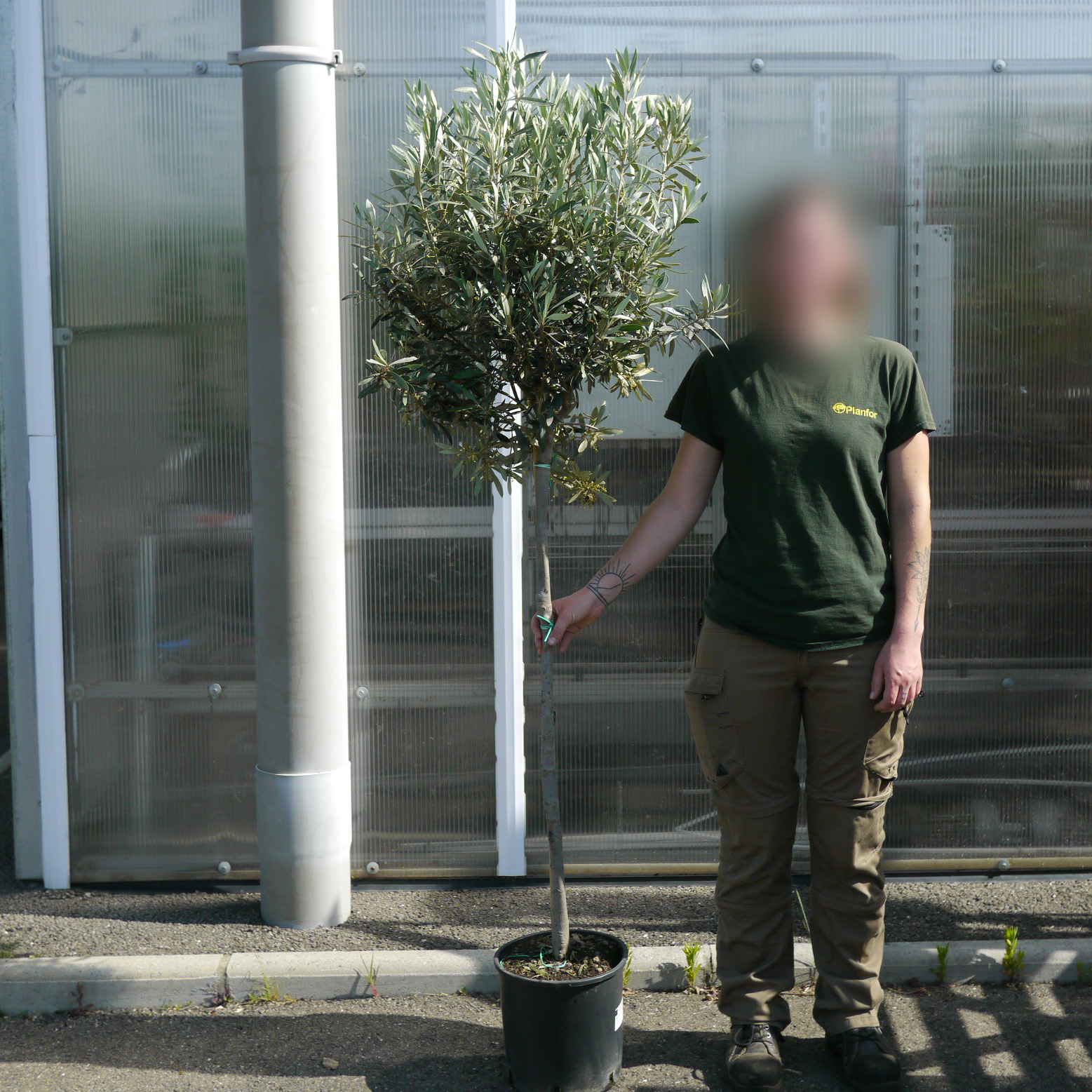 Olive Tree Standard : buy Olive Tree Standard / Olea europea Deco1