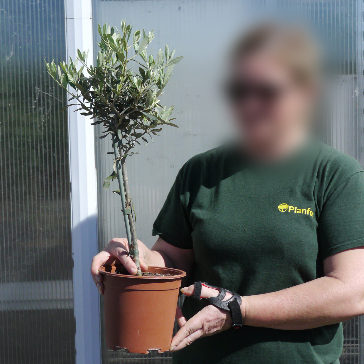 Olive Tree Standard : buy Olive Tree Standard / Olea europea Deco1