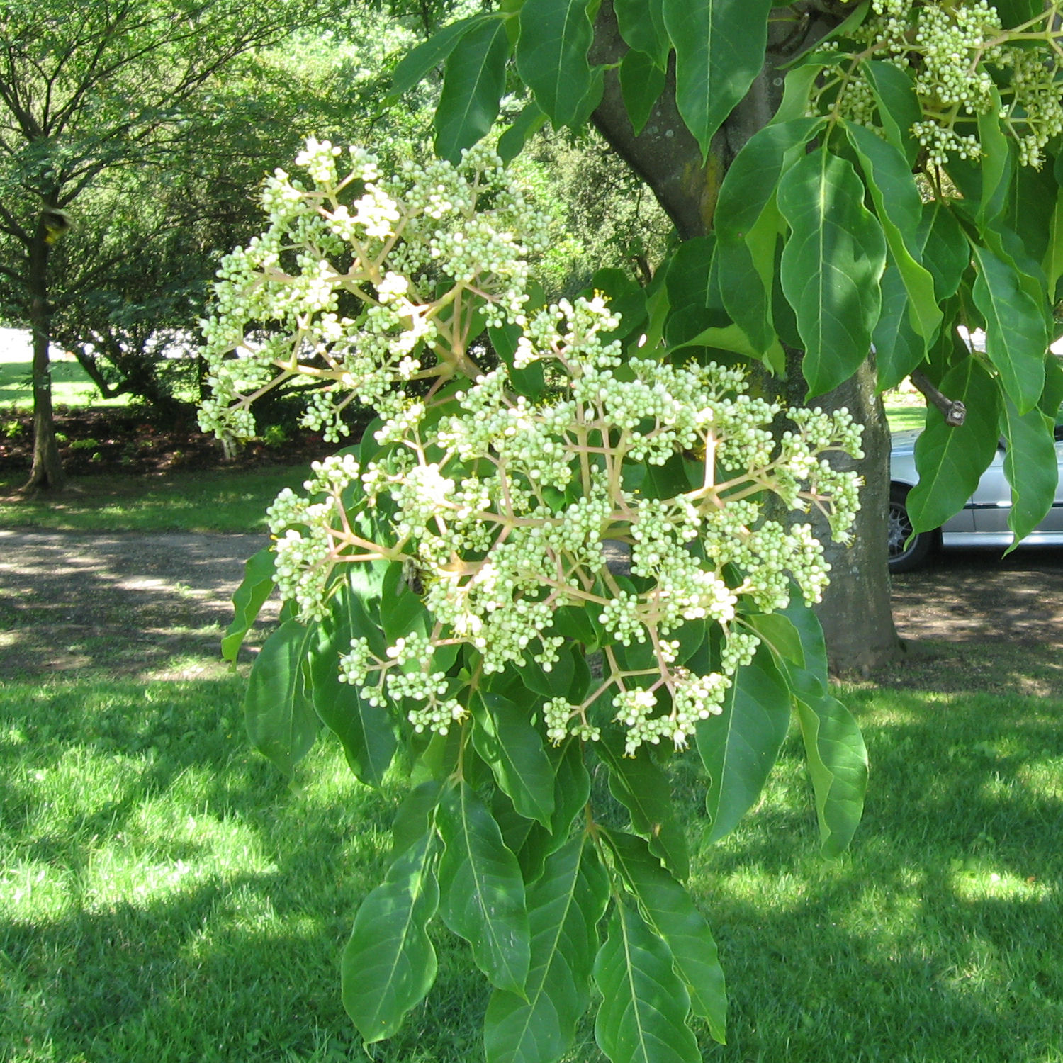 Honey Tree : buy Honey Tree / Tetradium daniellii - Euodia daniellii
