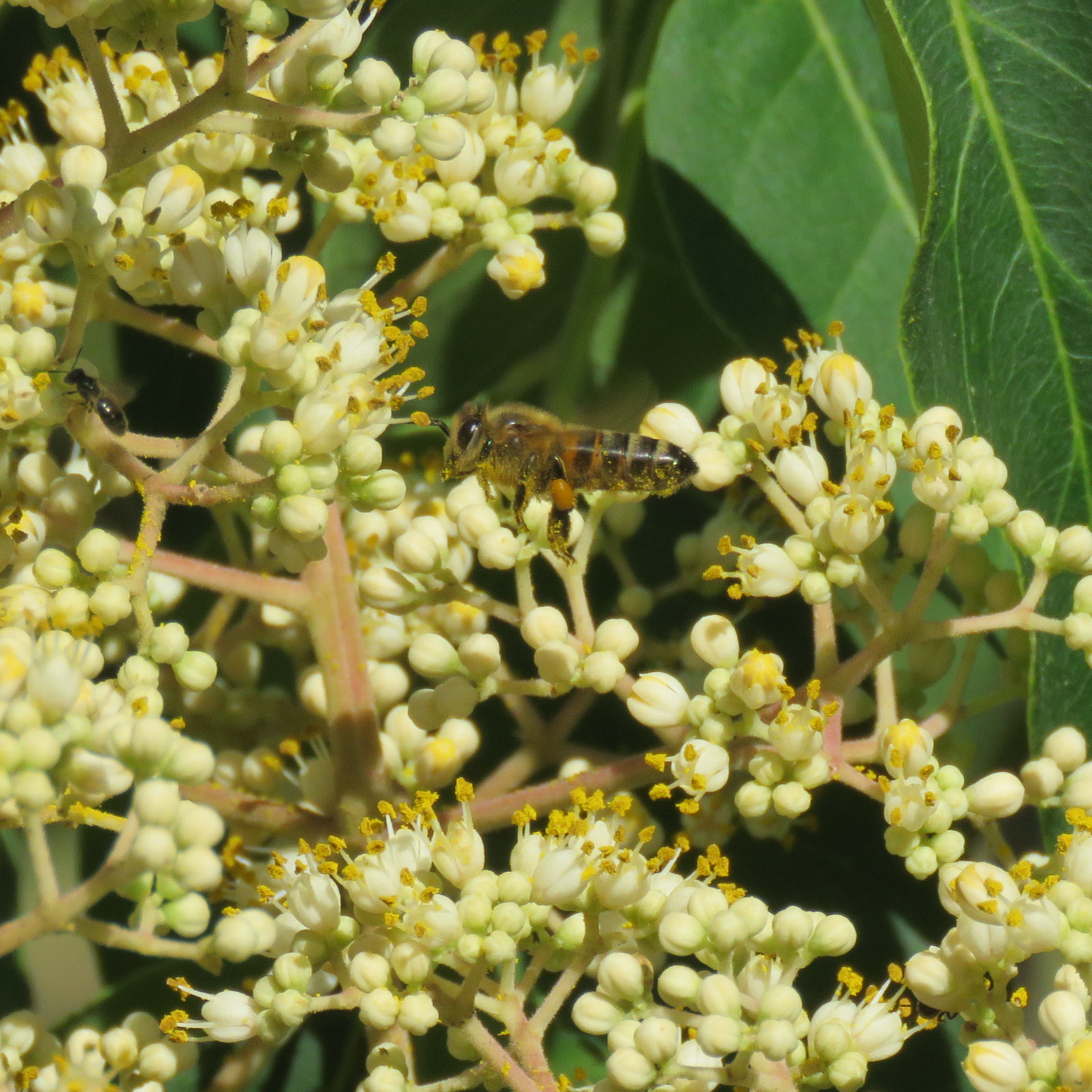 Honey Tree : buy Honey Tree / Tetradium daniellii - Euodia daniellii