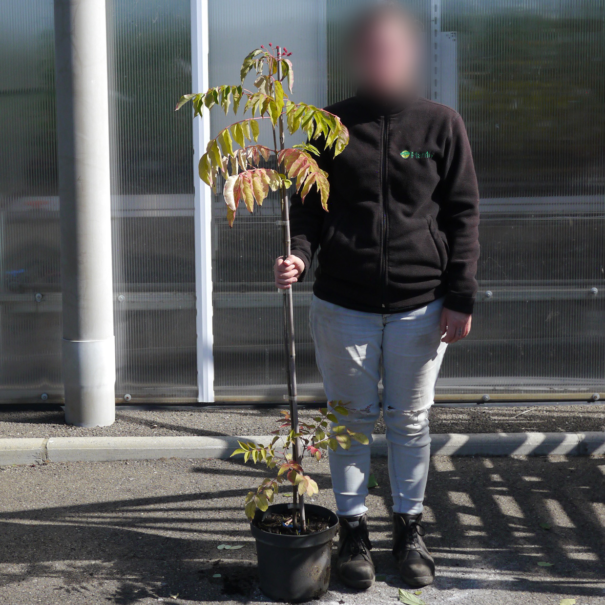 Honey Tree : buy Honey Tree / Tetradium daniellii - Euodia daniellii