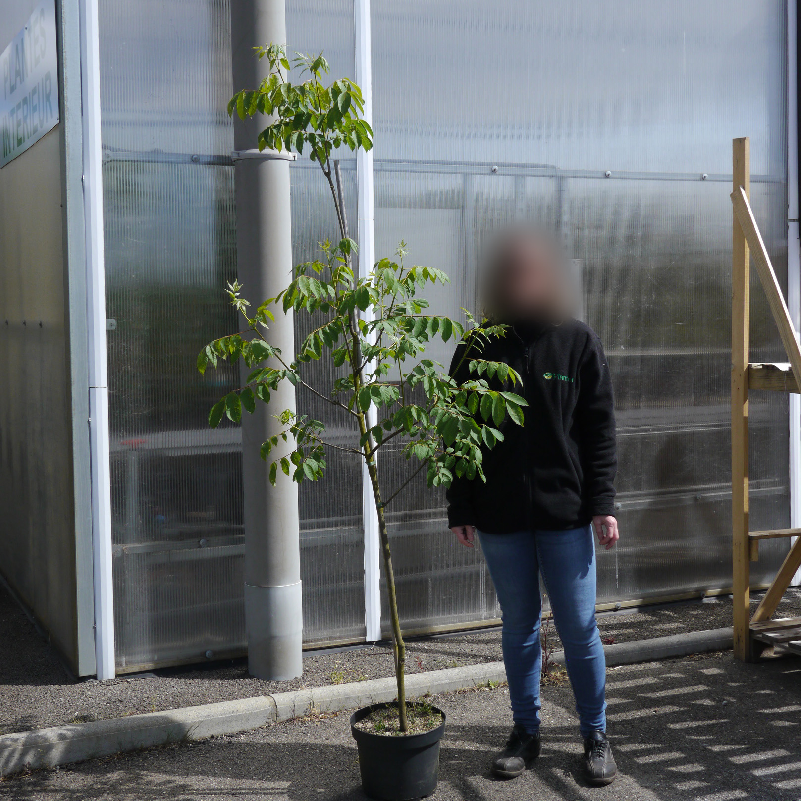 Honey Tree : buy Honey Tree / Tetradium daniellii - Euodia daniellii