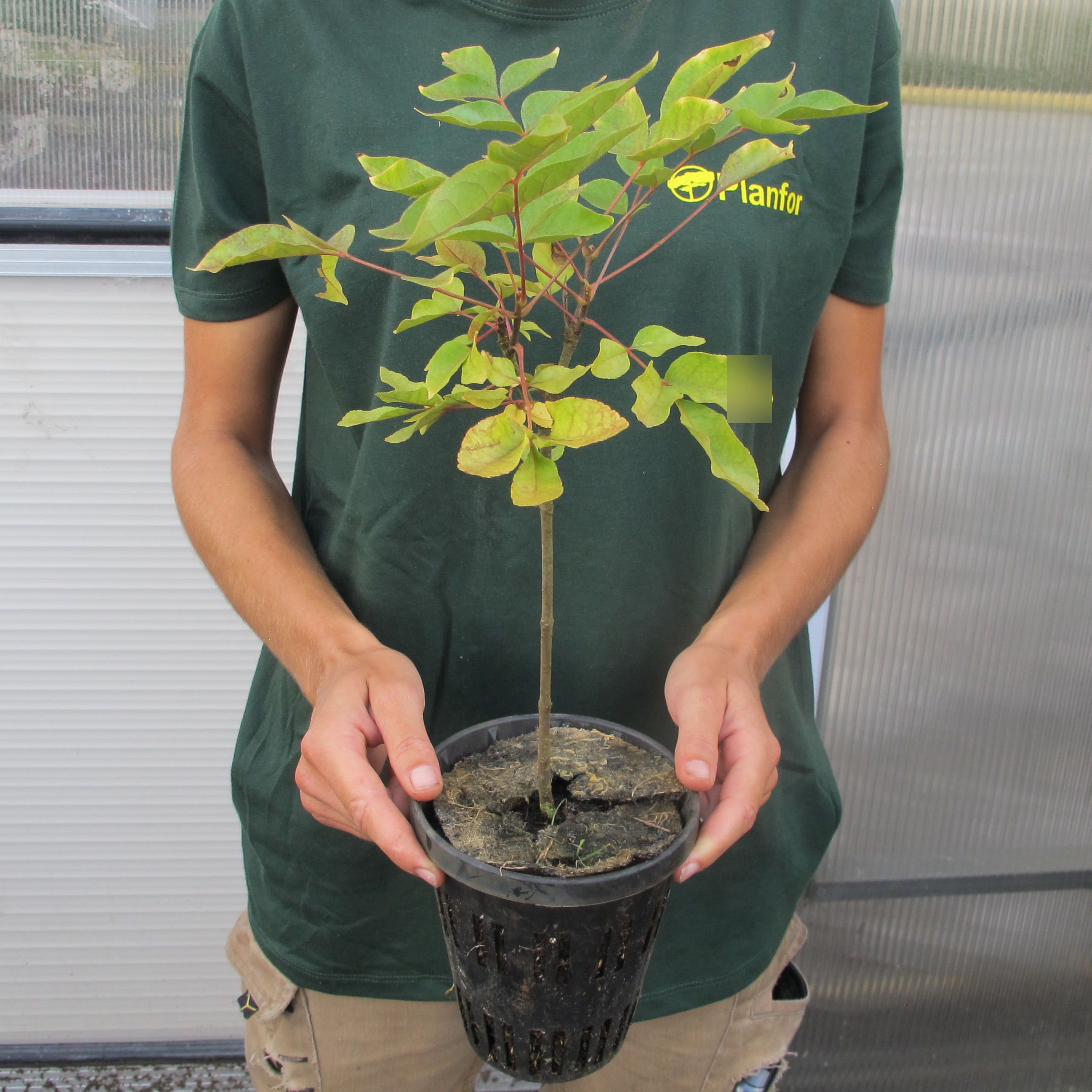 Honey Tree : buy Honey Tree / Tetradium daniellii - Euodia daniellii