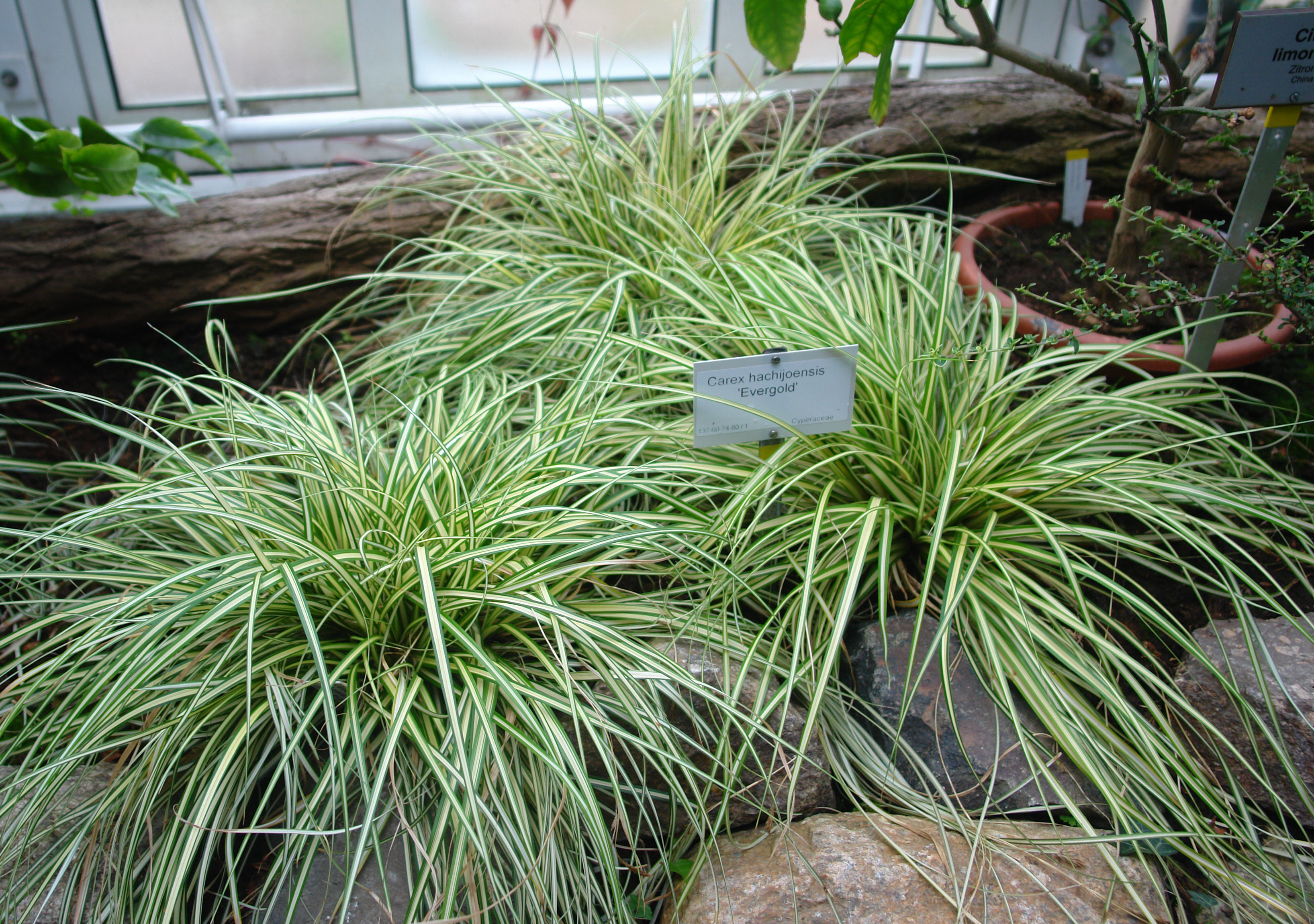Sedge 'Evergold' : buy Sedge 'Evergold' / Carex oshimensis Evergold