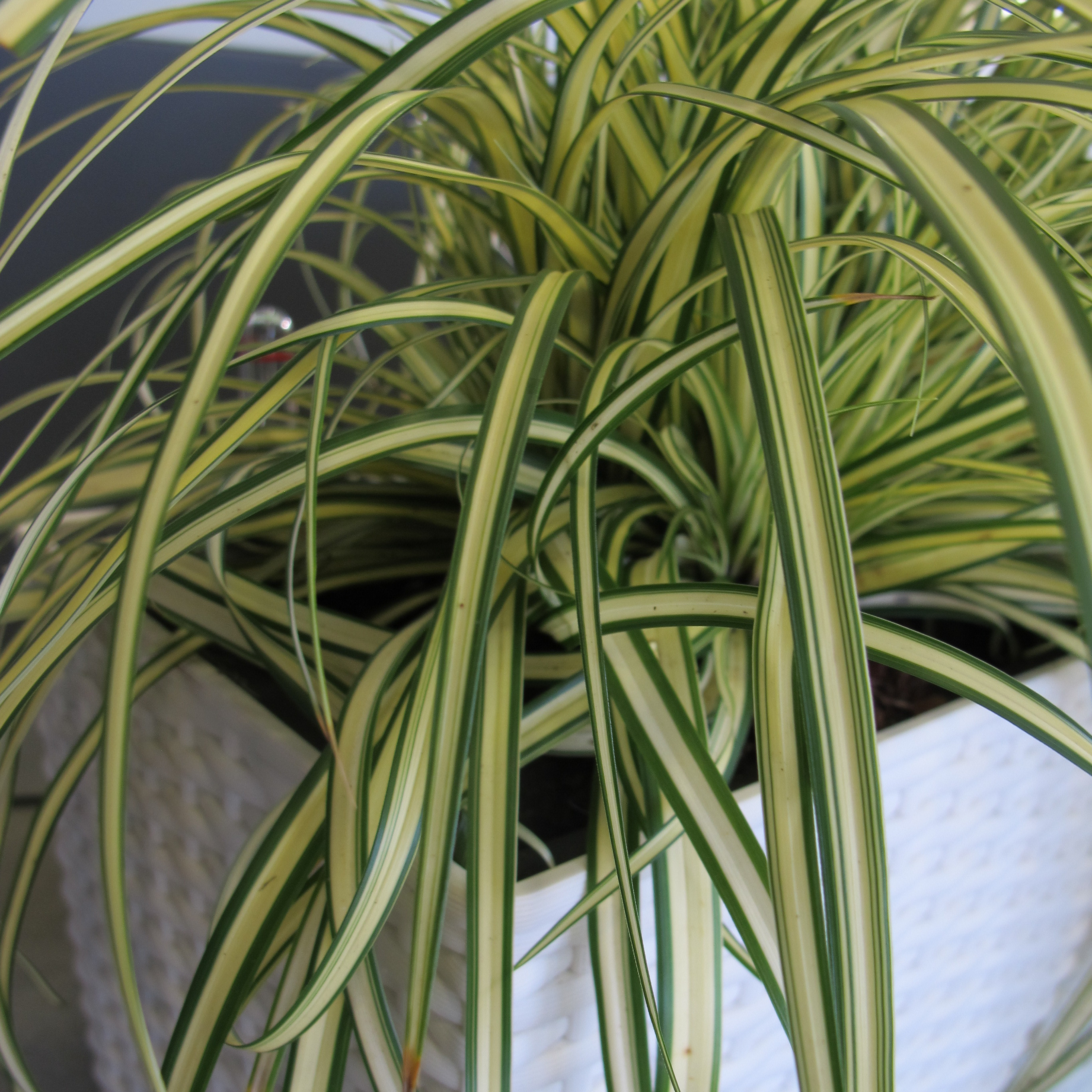 Sedge 'Evergold' : buy Sedge 'Evergold' / Carex oshimensis Evergold