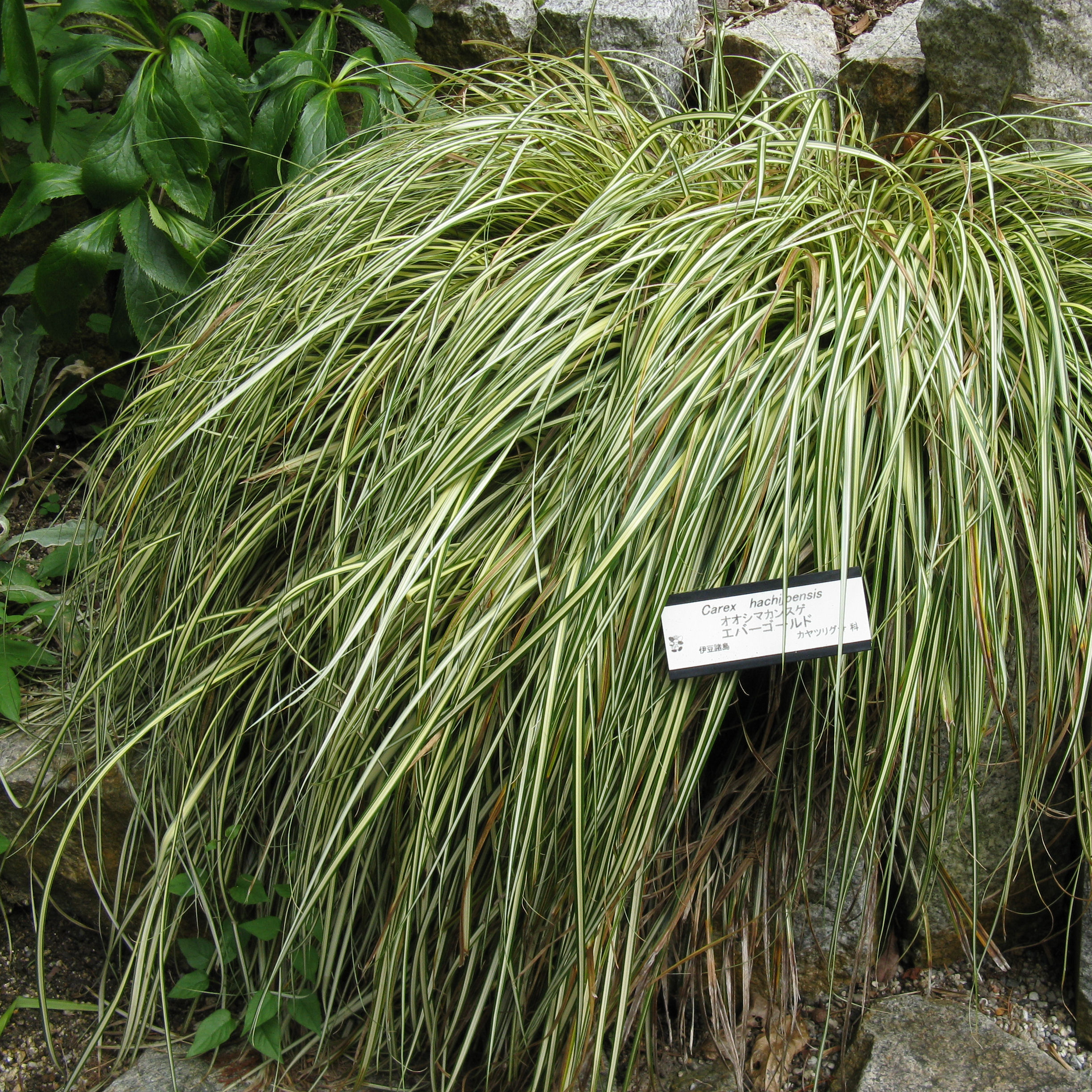 Sedge 'Evergold' : buy Sedge 'Evergold' / Carex oshimensis Evergold