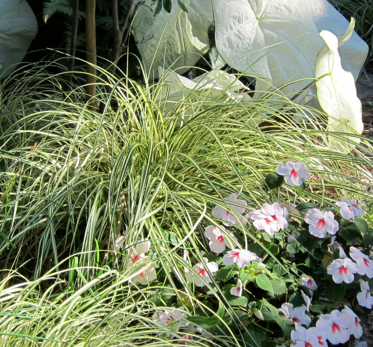 Sedge 'Evergold' : buy Sedge 'Evergold' / Carex oshimensis Evergold