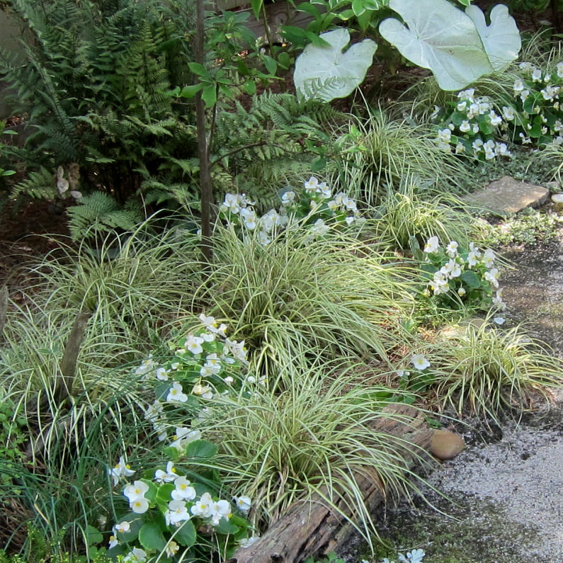 Sedge 'Evergold' : buy Sedge 'Evergold' / Carex oshimensis Evergold