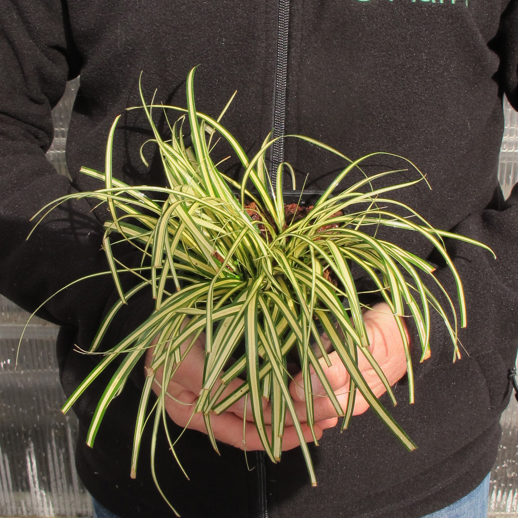 Sedge 'Evergold' : buy Sedge 'Evergold' / Carex oshimensis Evergold