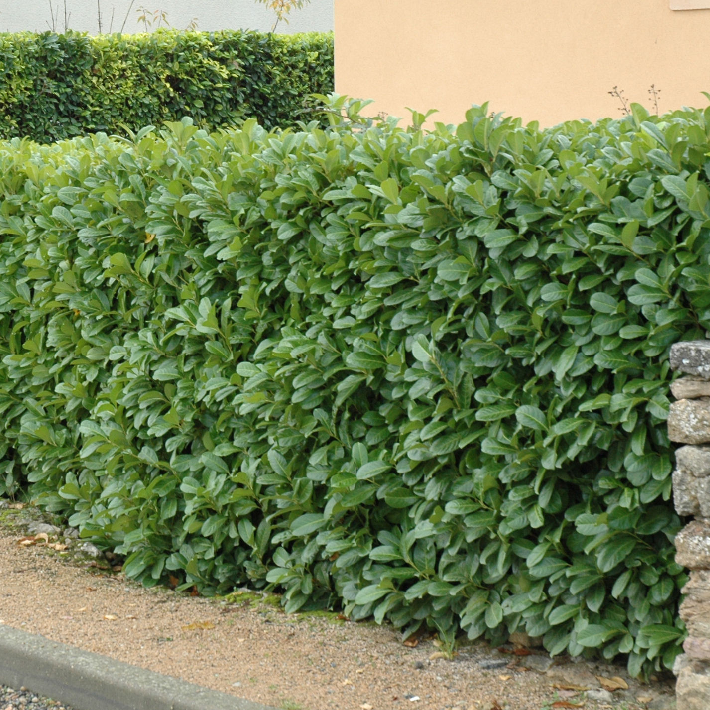 Laurel, common : buy Laurel, common / Prunus laurocerasus Rotundifolia