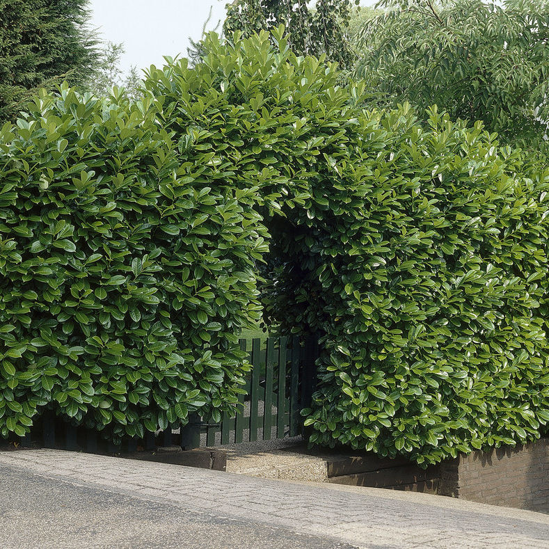 Laurel, common : buy Laurel, common / Prunus laurocerasus Rotundifolia