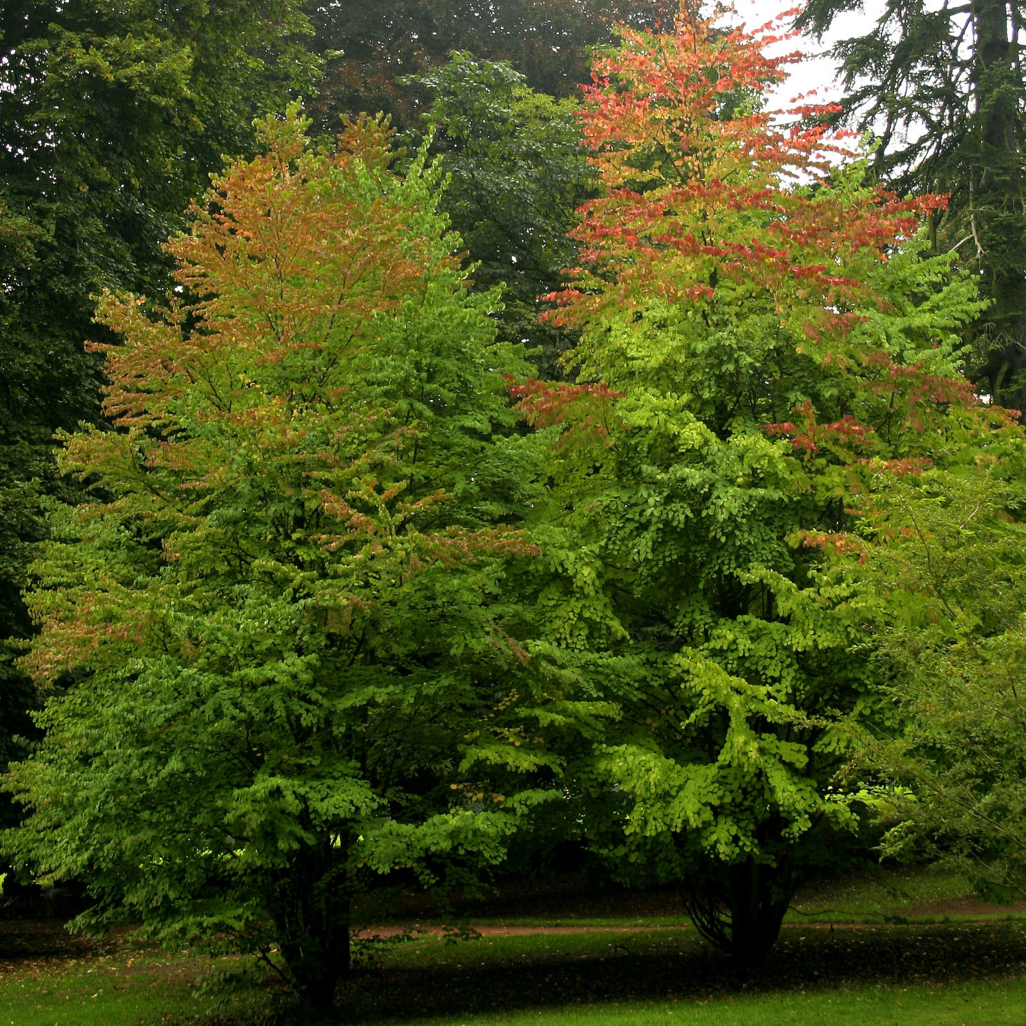 Caramel tree : buy Caramel tree / Cercidiphyllum japonicum