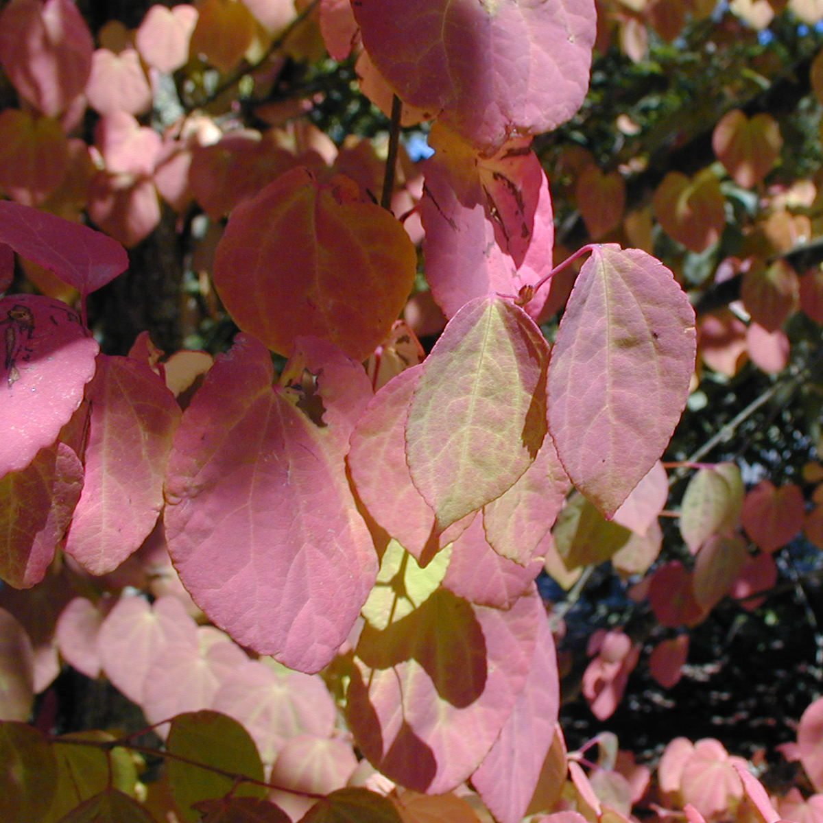 Caramel tree : buy Caramel tree / Cercidiphyllum japonicum