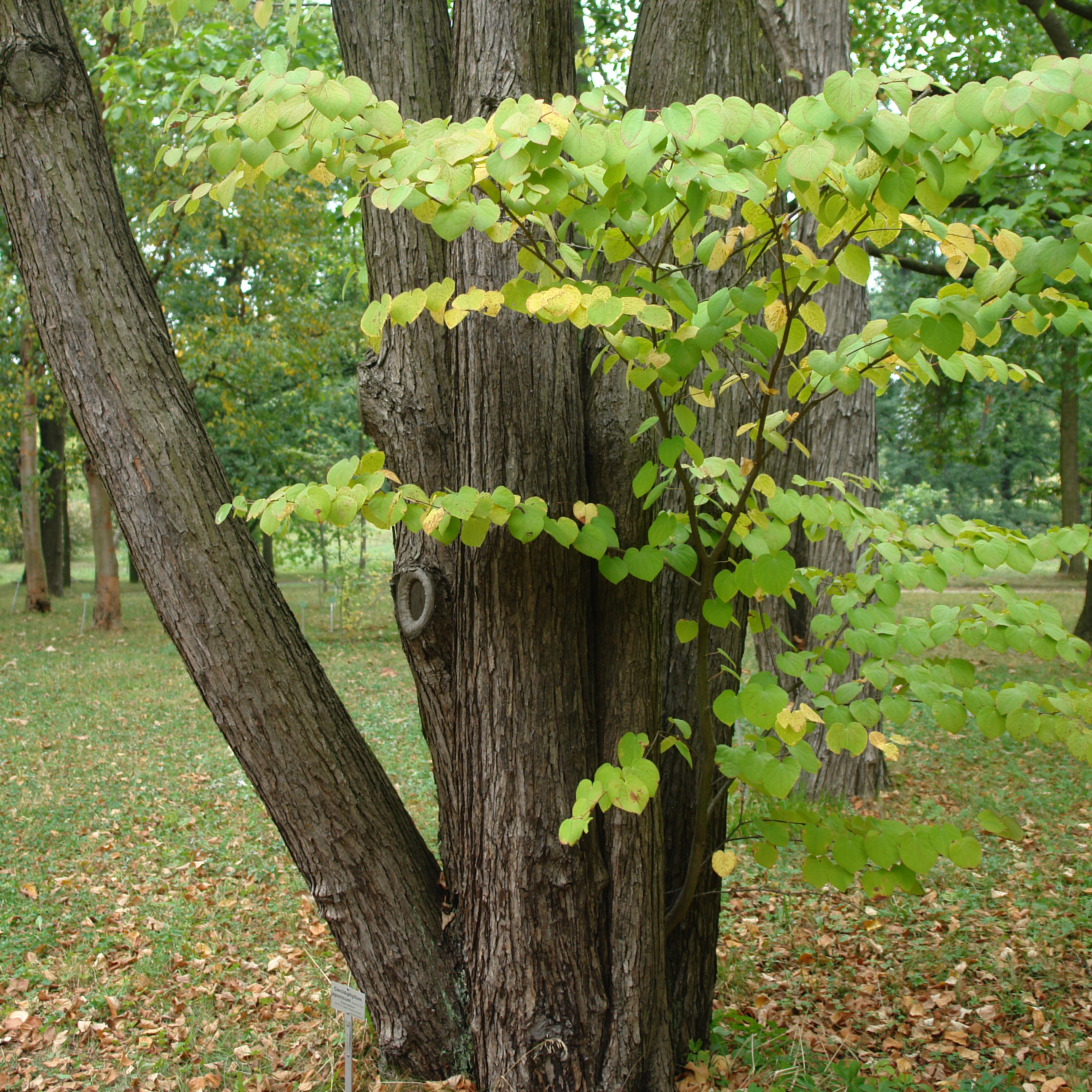 Caramel tree : buy Caramel tree / Cercidiphyllum japonicum