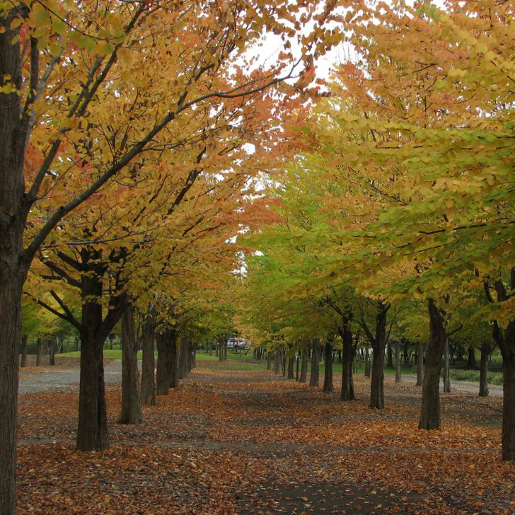 Caramel tree : buy Caramel tree / Cercidiphyllum japonicum