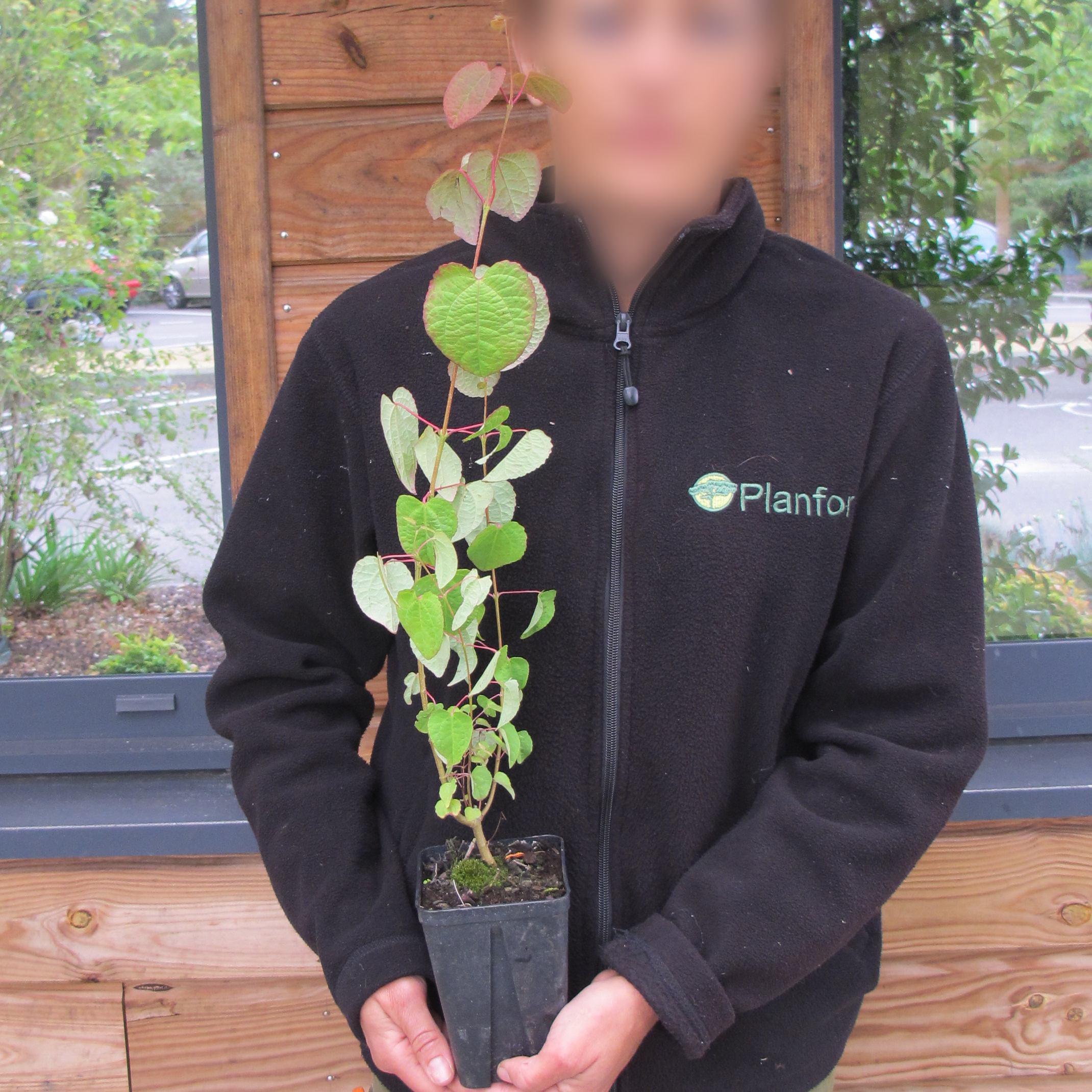 Caramel tree : buy Caramel tree / Cercidiphyllum japonicum
