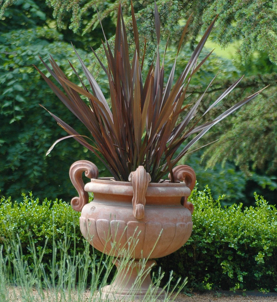Flax, purple New Zealand : buy Flax, purple New Zealand / Phormium ...