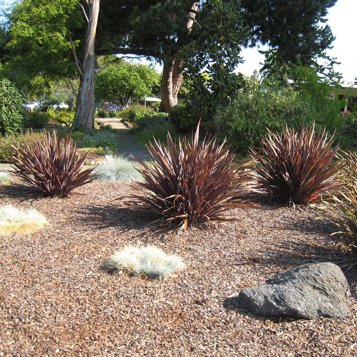 Flax, purple New Zealand : buy Flax, purple New Zealand / Phormium ...
