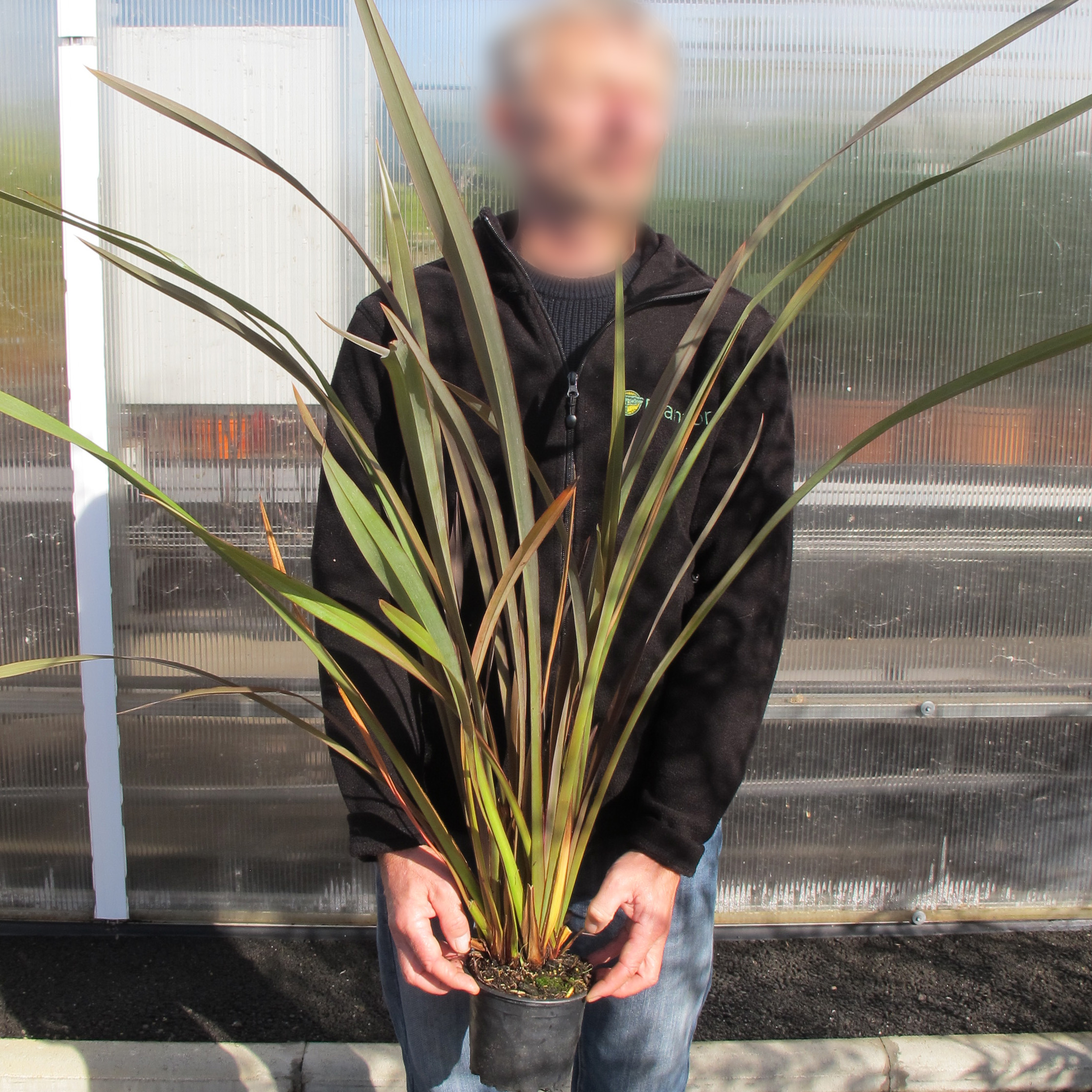 Flax, purple New Zealand : buy Flax, purple New Zealand / Phormium ...