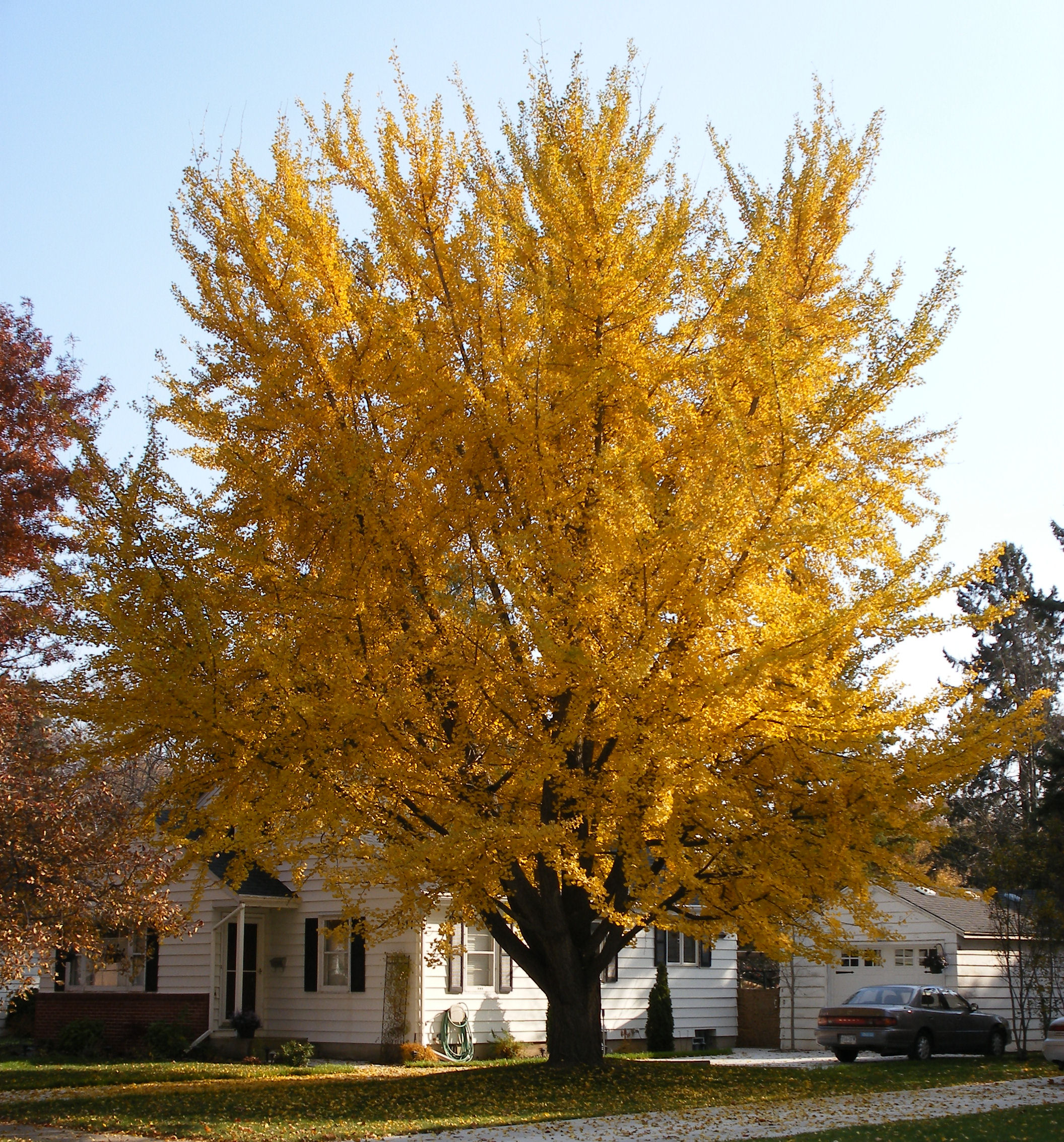 Ginkgo : buy Ginkgo / Ginkgo biloba