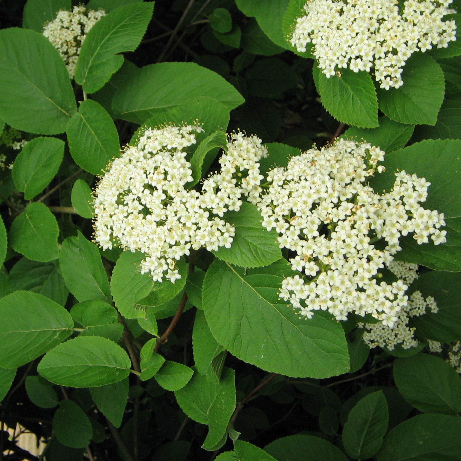 Wayfaring tree : buy Wayfaring tree / Viburnum lantana