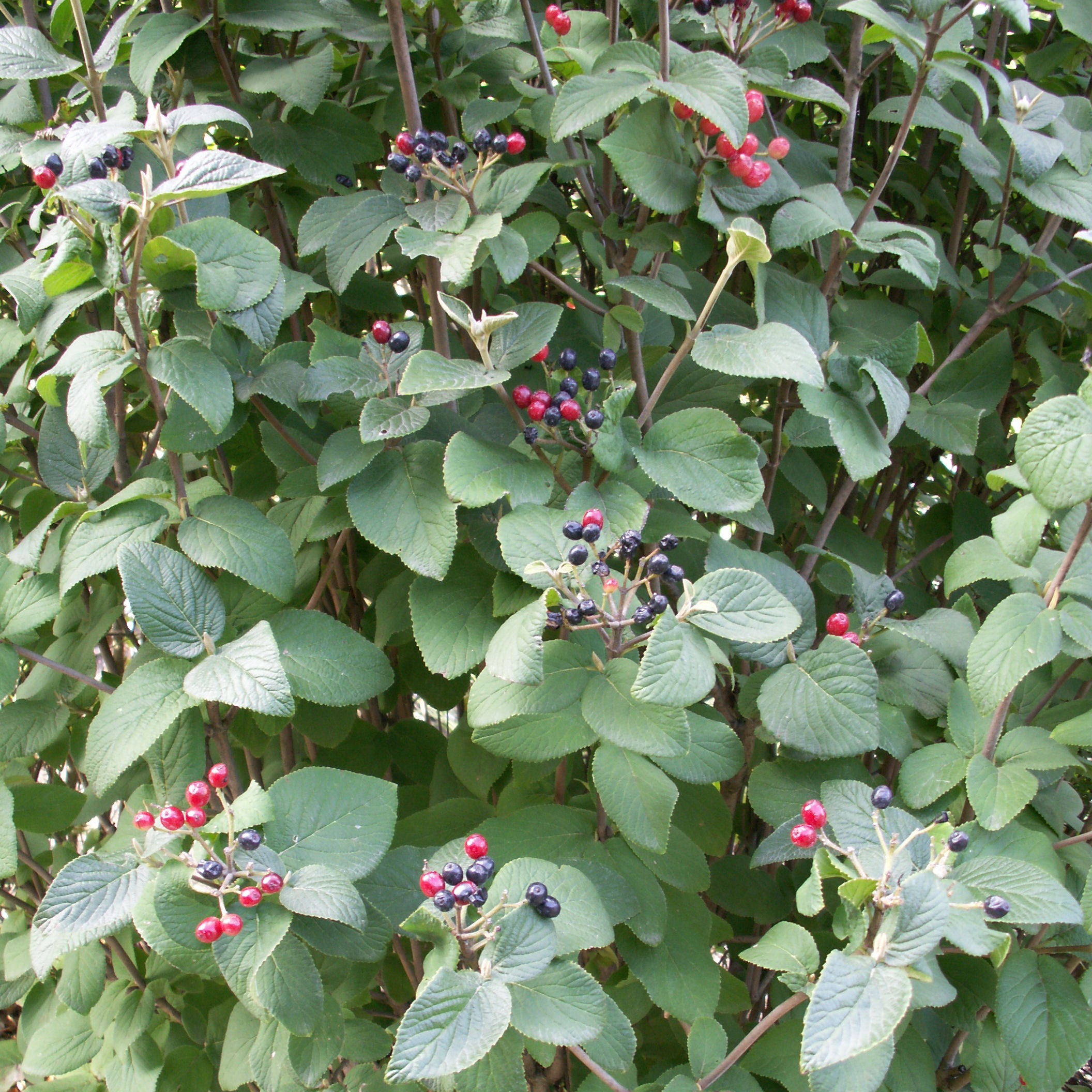 Wayfaring tree : buy Wayfaring tree / Viburnum lantana