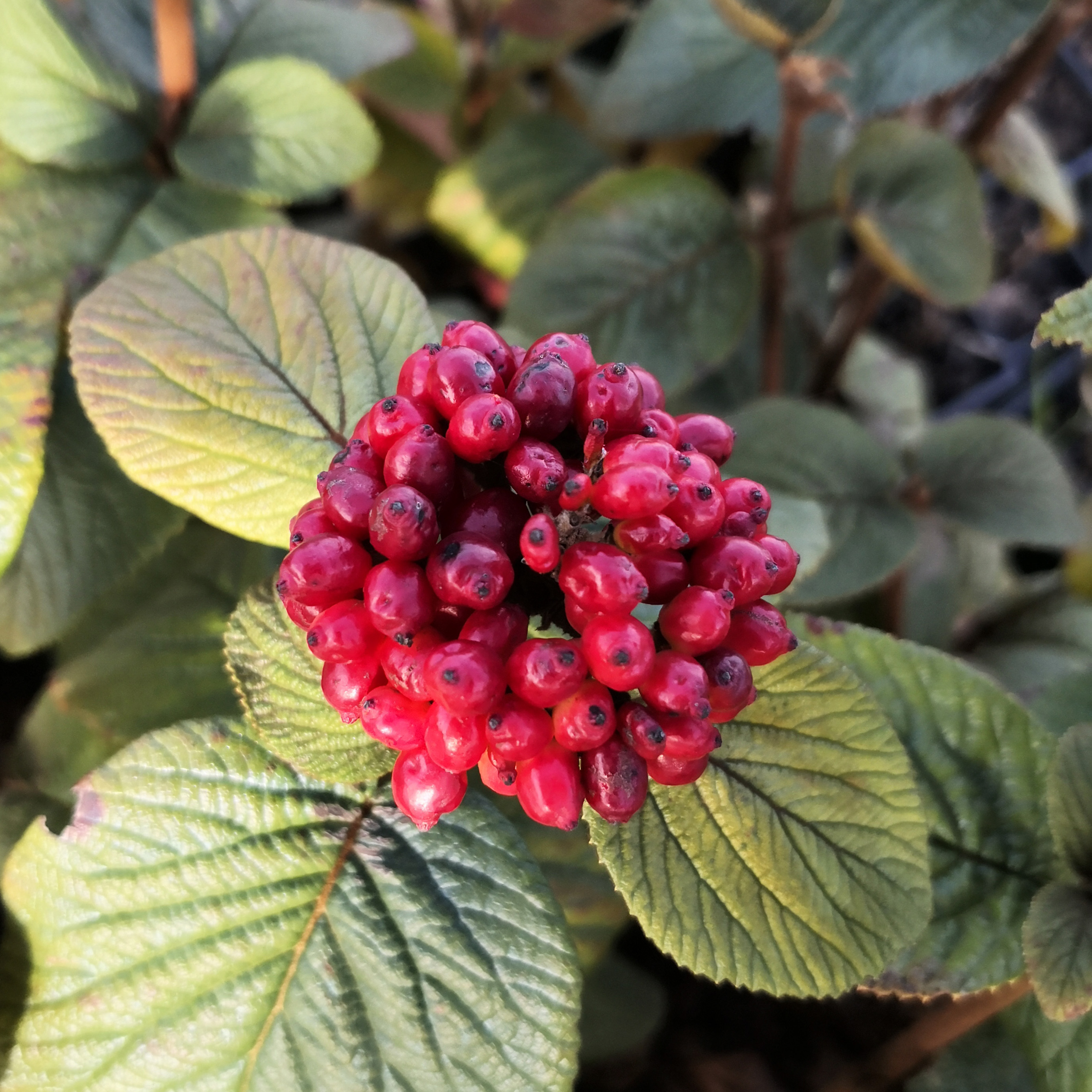 Wayfaring tree : buy Wayfaring tree / Viburnum lantana