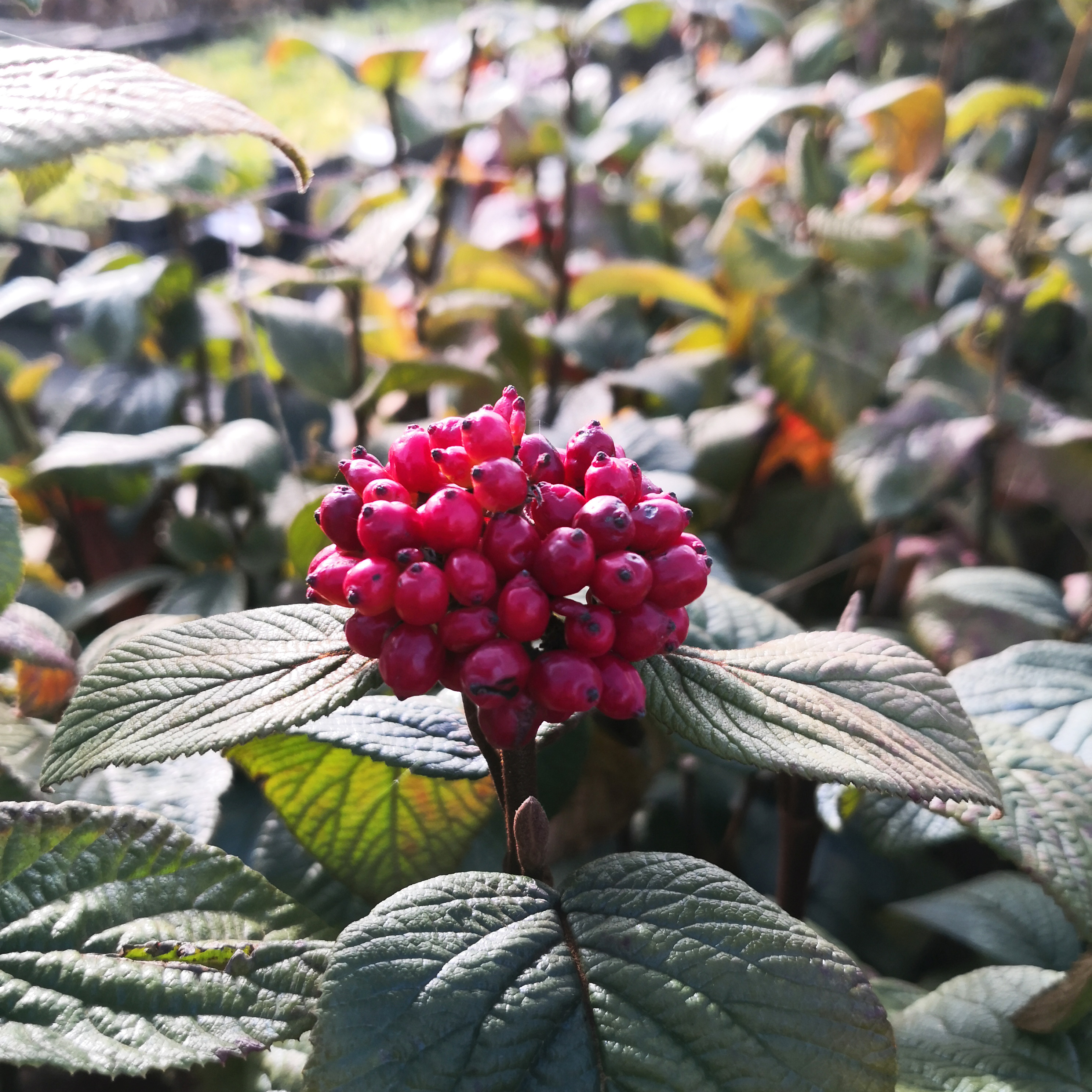 Wayfaring tree : buy Wayfaring tree / Viburnum lantana