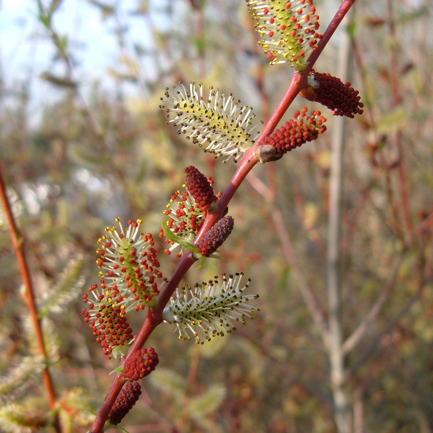 Willow, purple : buy Willow, purple / Salix purpurea