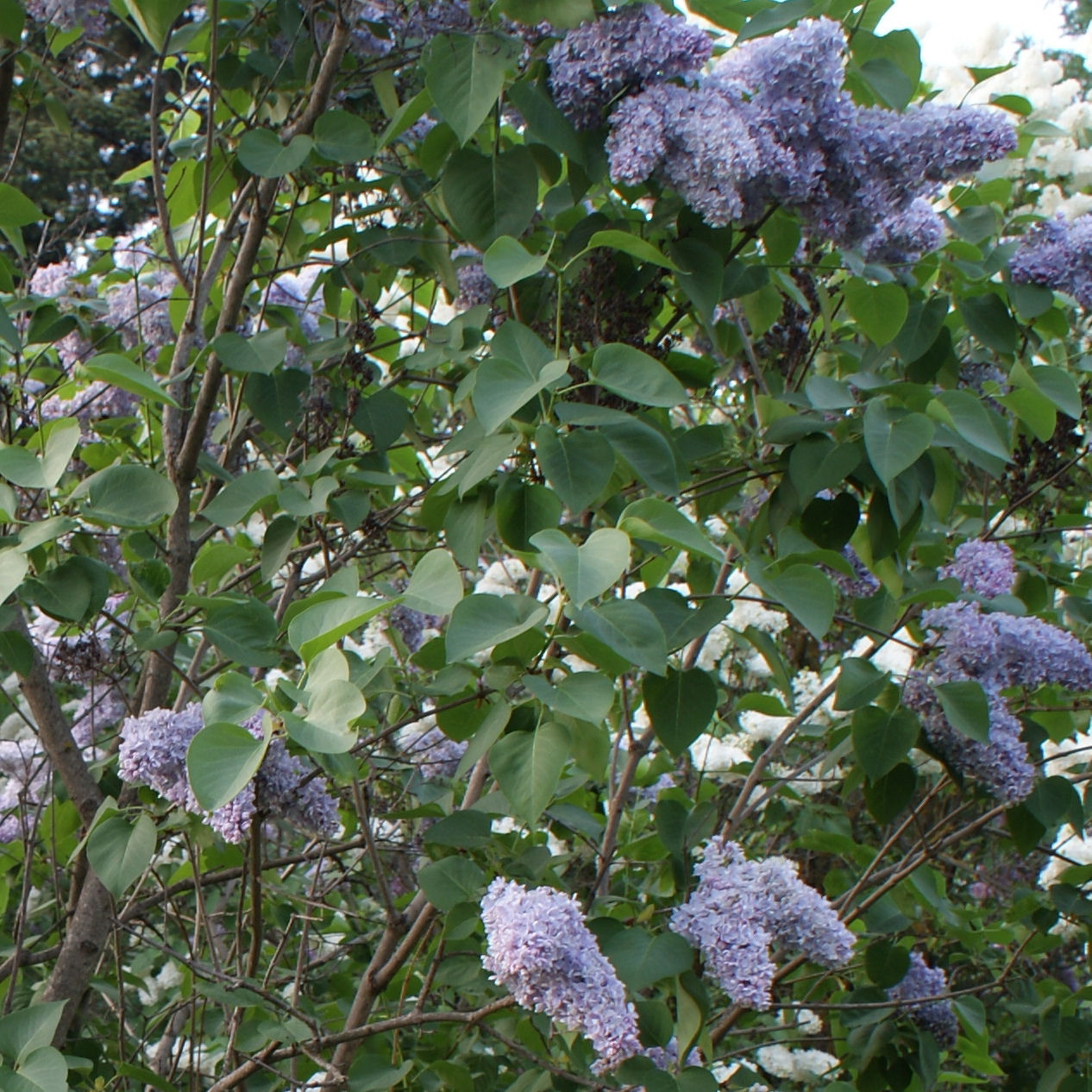 Lilac, common blue : buy Lilac, common blue / Syringa vulgaris hyacintho