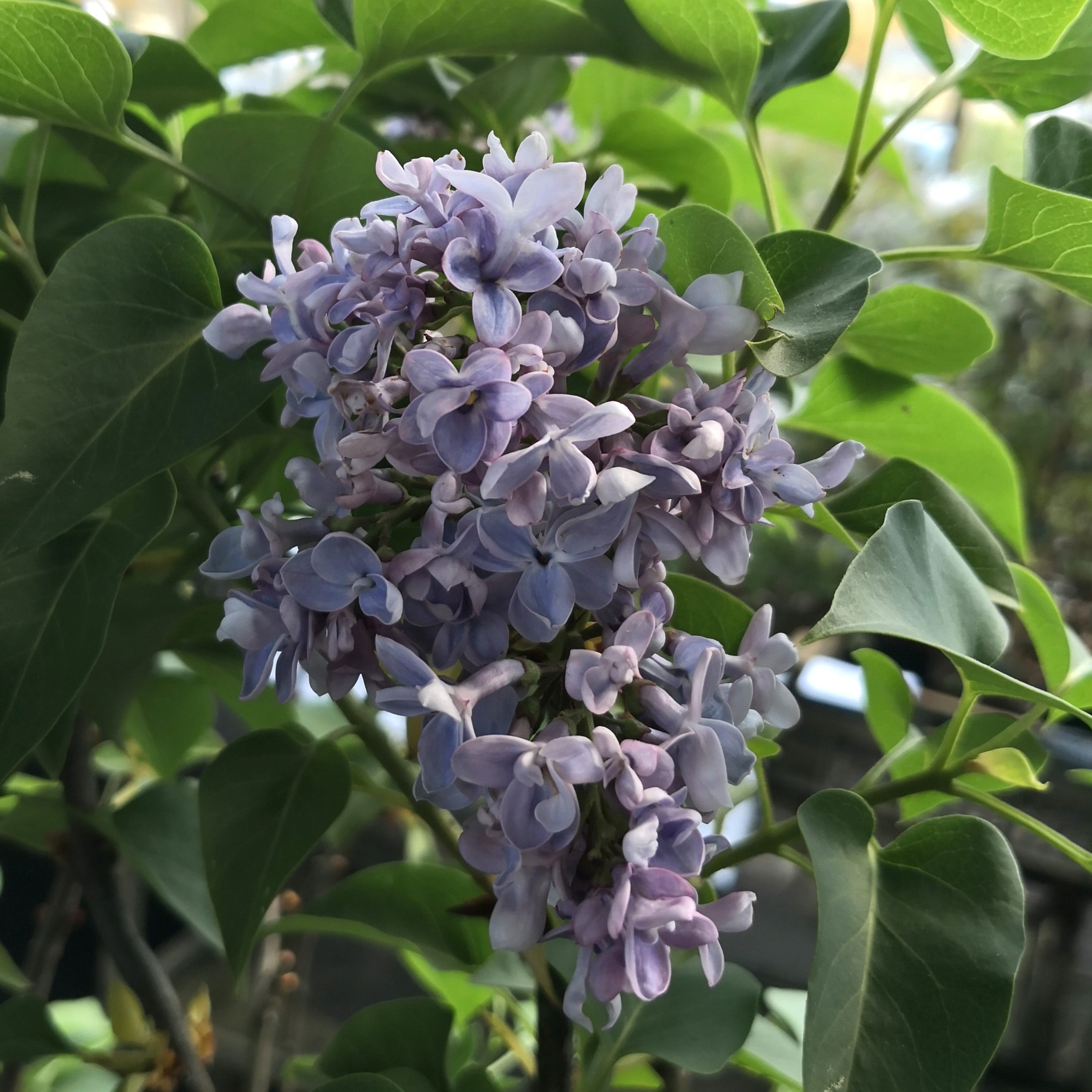 Lilac, common blue : buy Lilac, common blue / Syringa vulgaris hyacintho