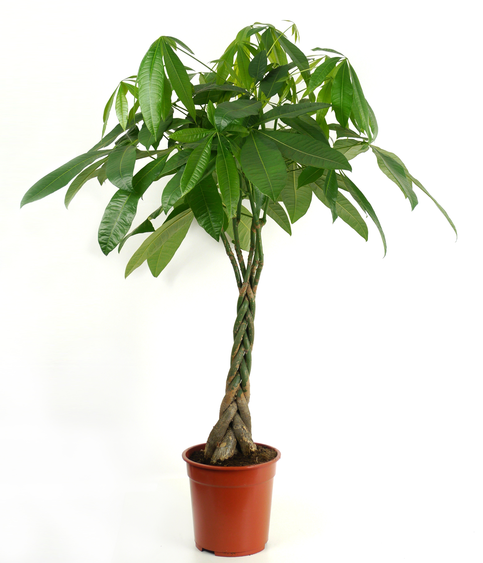 Pachira Plant : buy Pachira Plant / Pachira aquatica