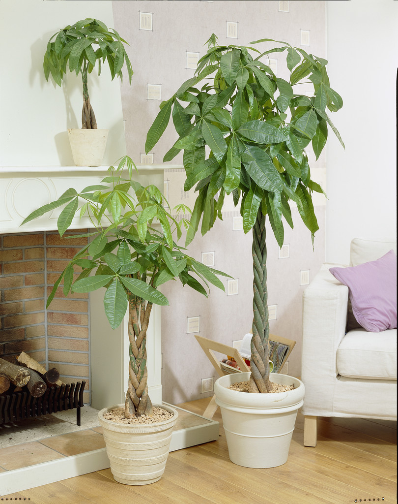 Pachira Plant : buy Pachira Plant / Pachira aquatica