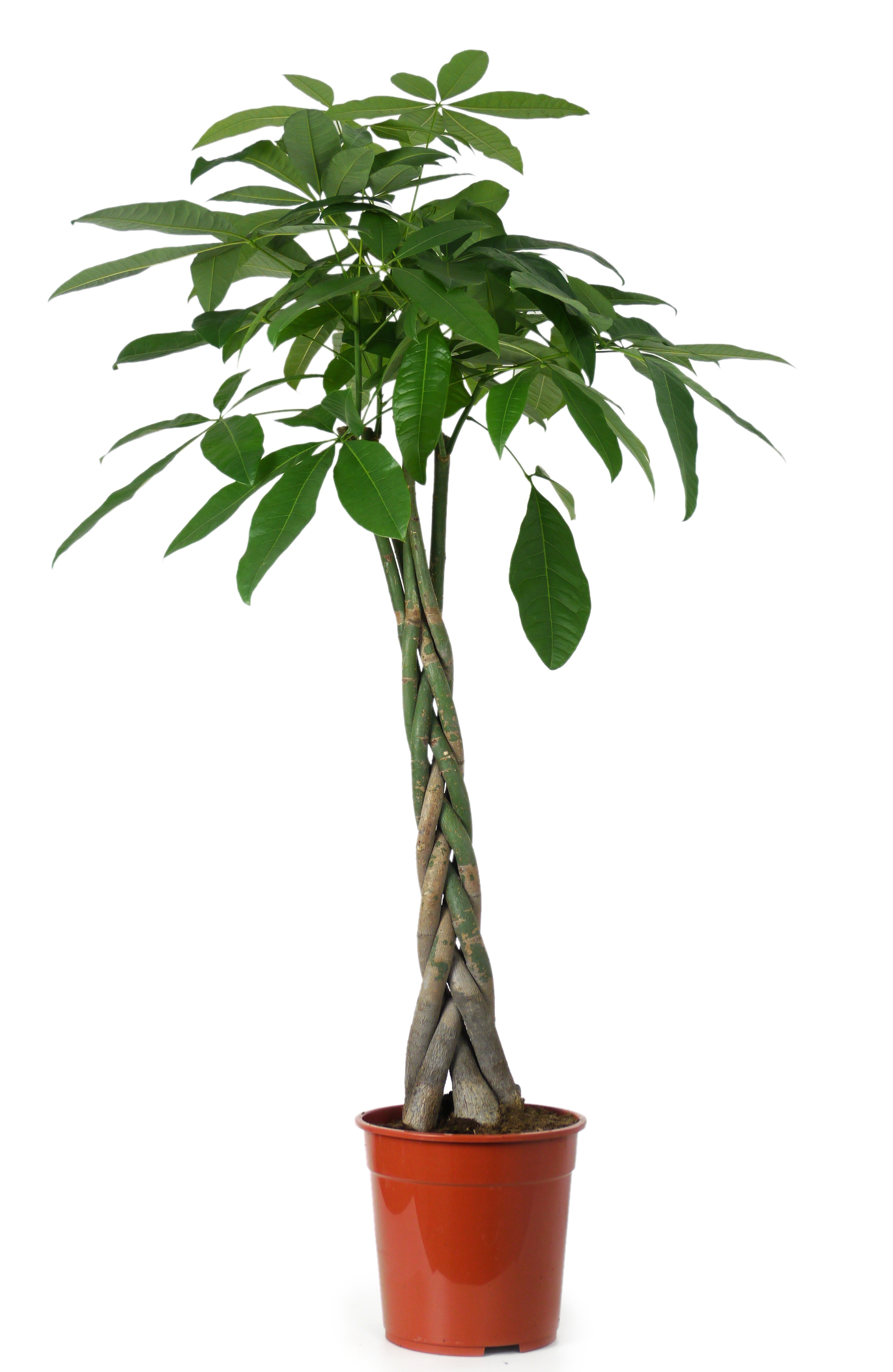 Pachira Plant : buy Pachira Plant / Pachira aquatica