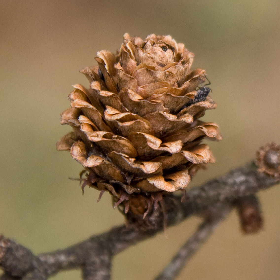 Larch, Japanese : buy Larch, Japanese / Larix leptolepis, Larix kaempferi