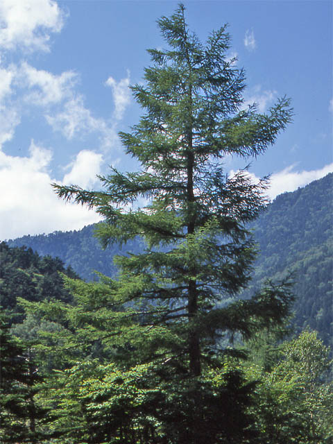 Larch, Japanese : buy Larch, Japanese / Larix leptolepis, Larix kaempferi