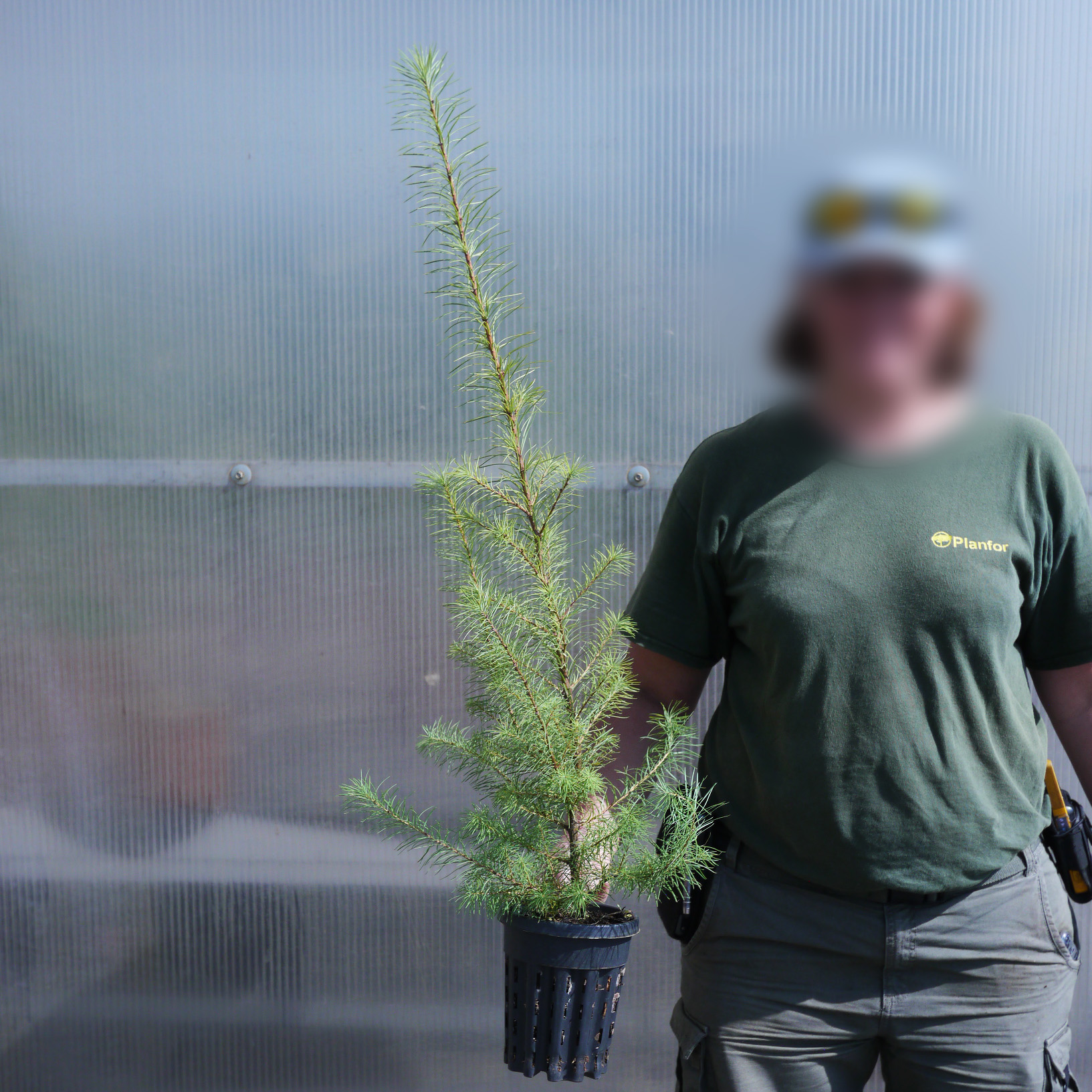 Larch, Japanese : buy Larch, Japanese / Larix leptolepis, Larix kaempferi