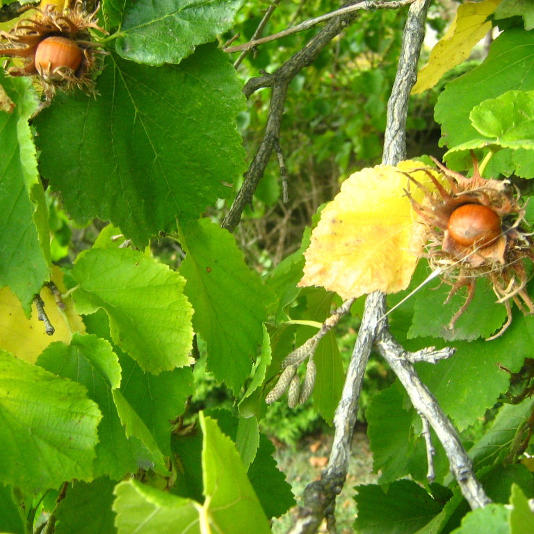 Hazel, Turkish : buy Hazel, Turkish / Corylus colurna