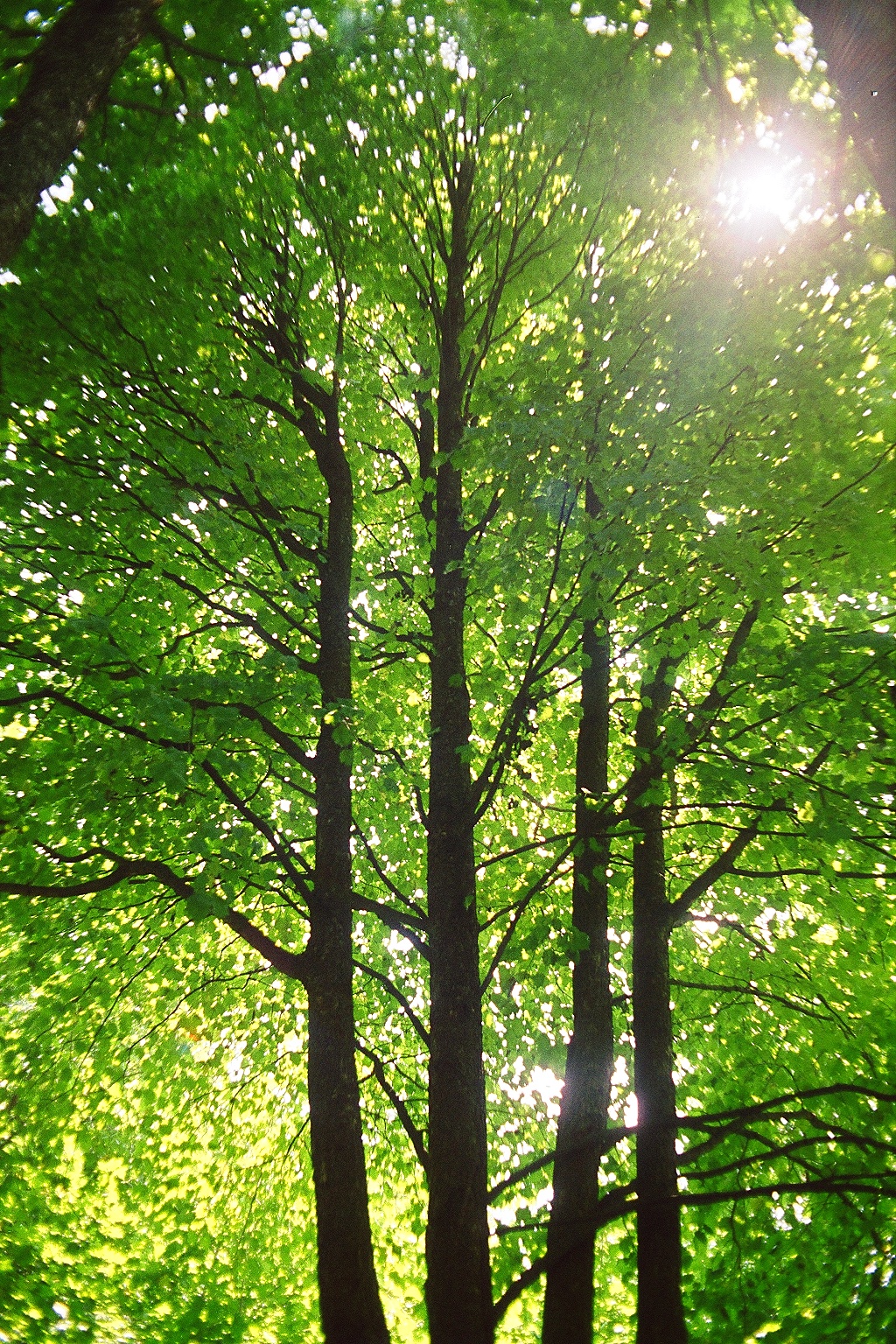 Hazel, Turkish : buy Hazel, Turkish / Corylus colurna