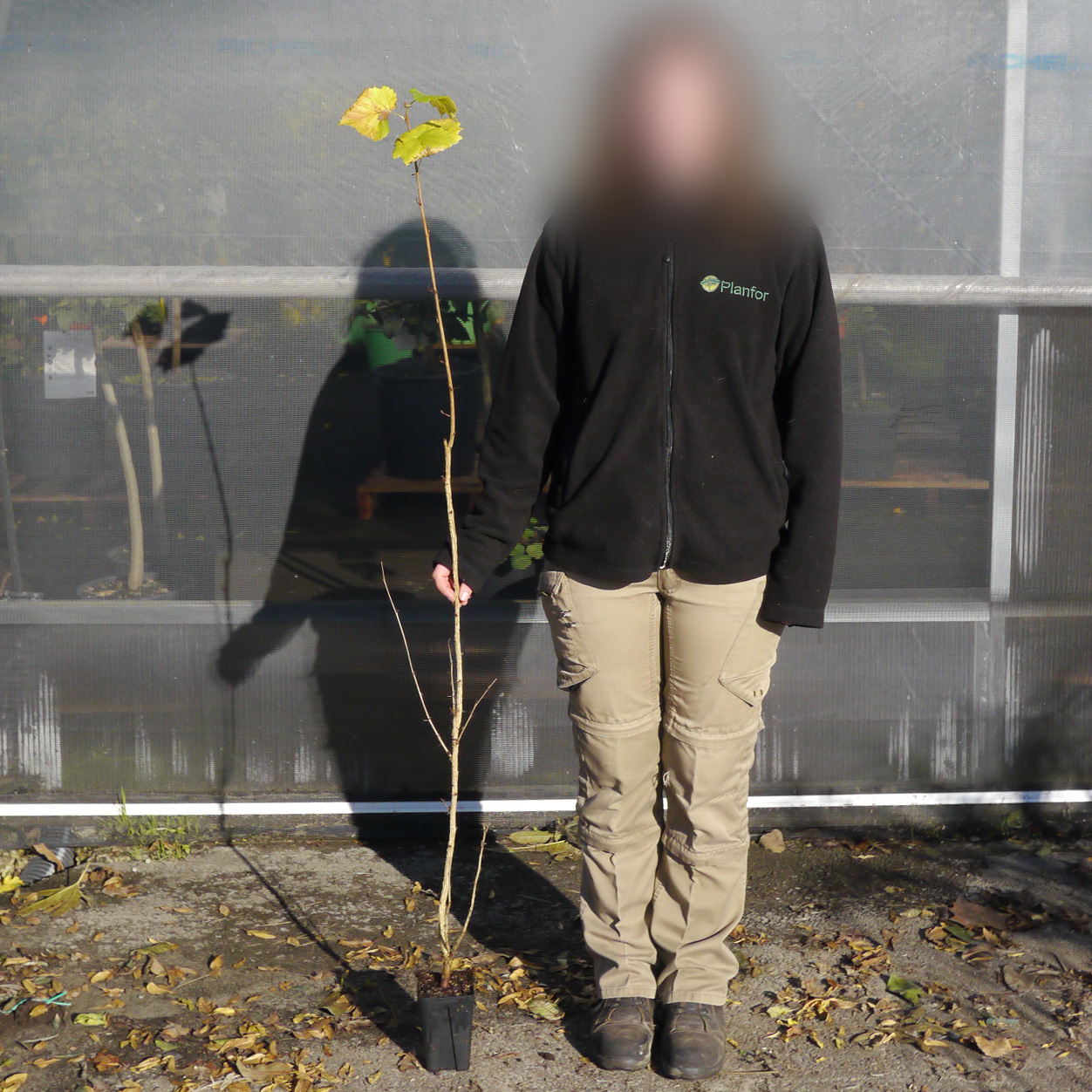 Hazel, Turkish : buy Hazel, Turkish / Corylus colurna